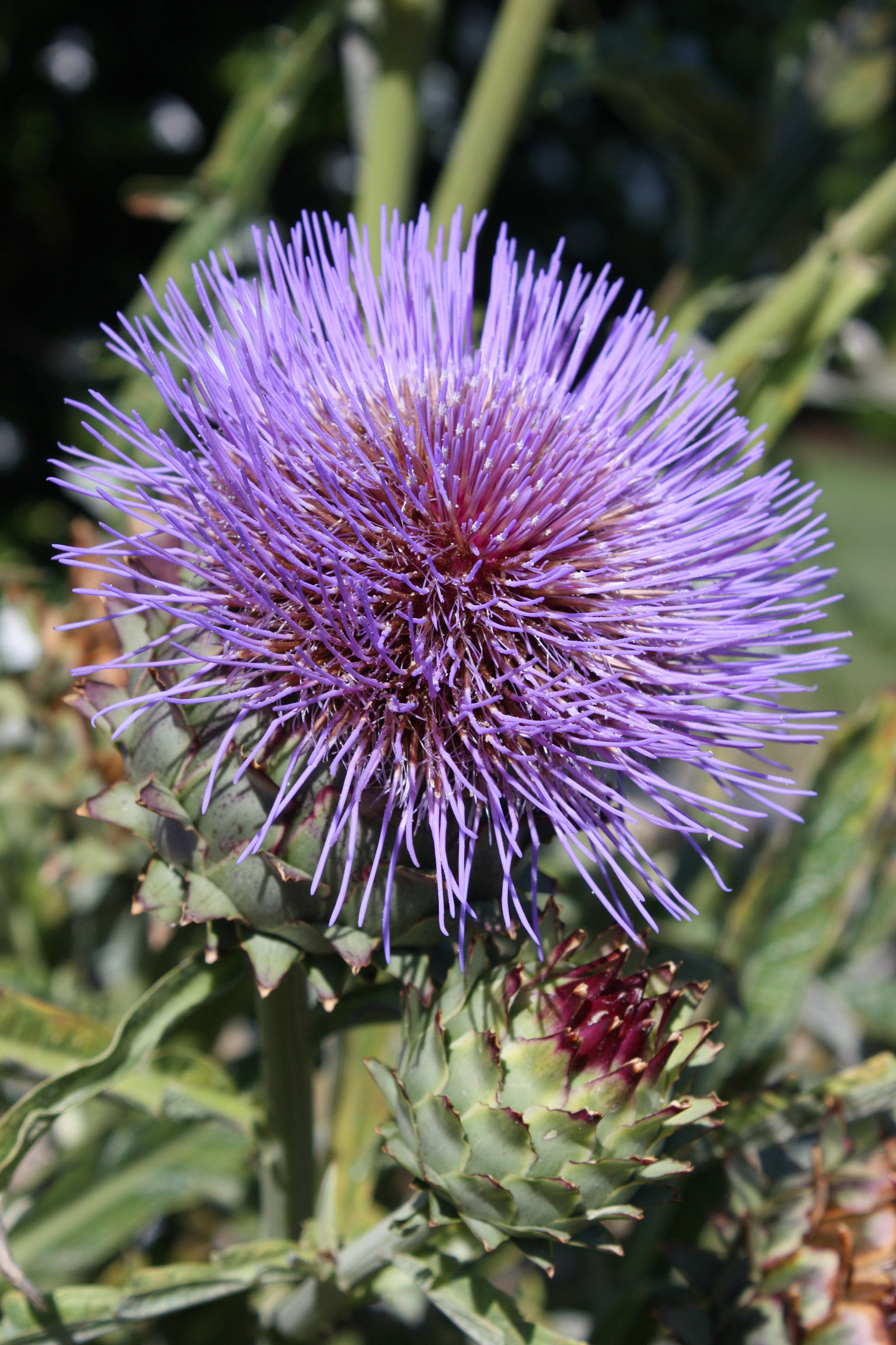 Cynara cardunculus