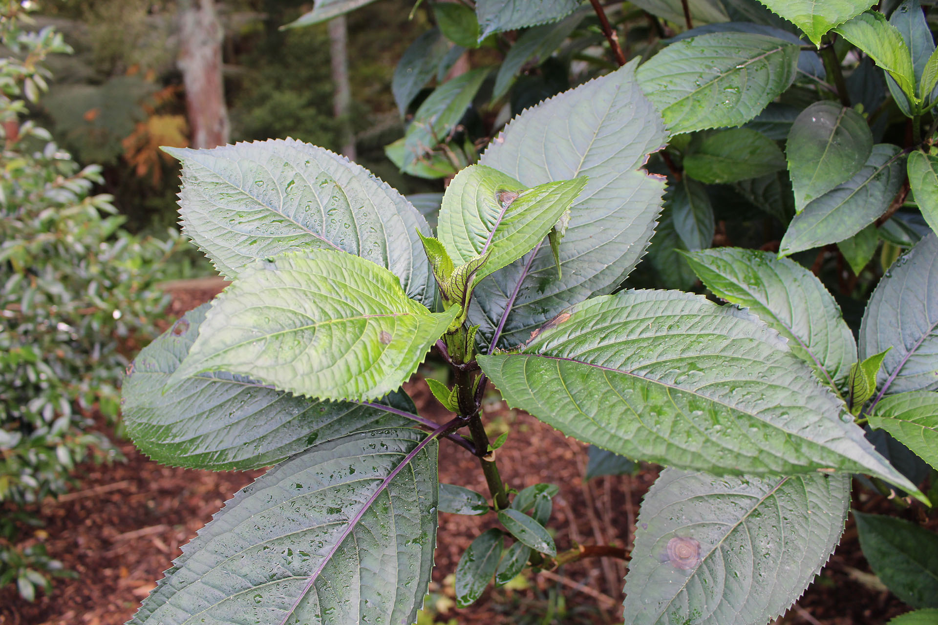 Dichroa versicolor