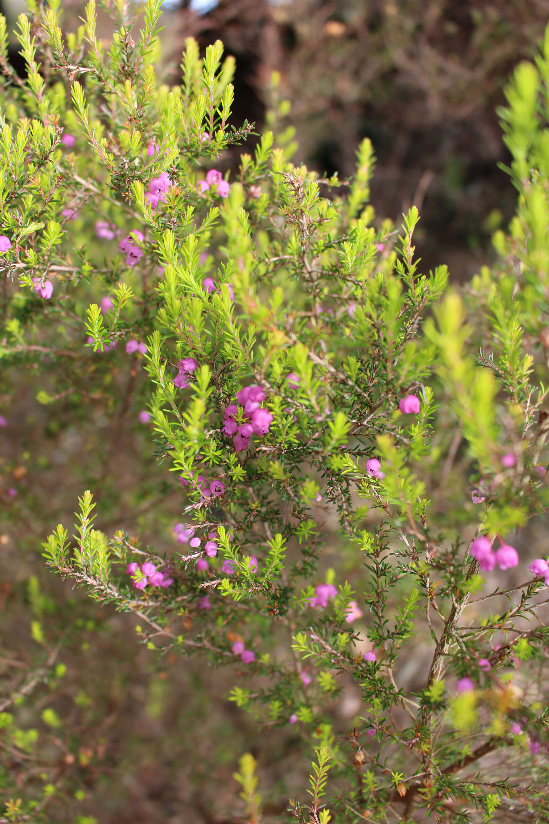 Erica melanthera