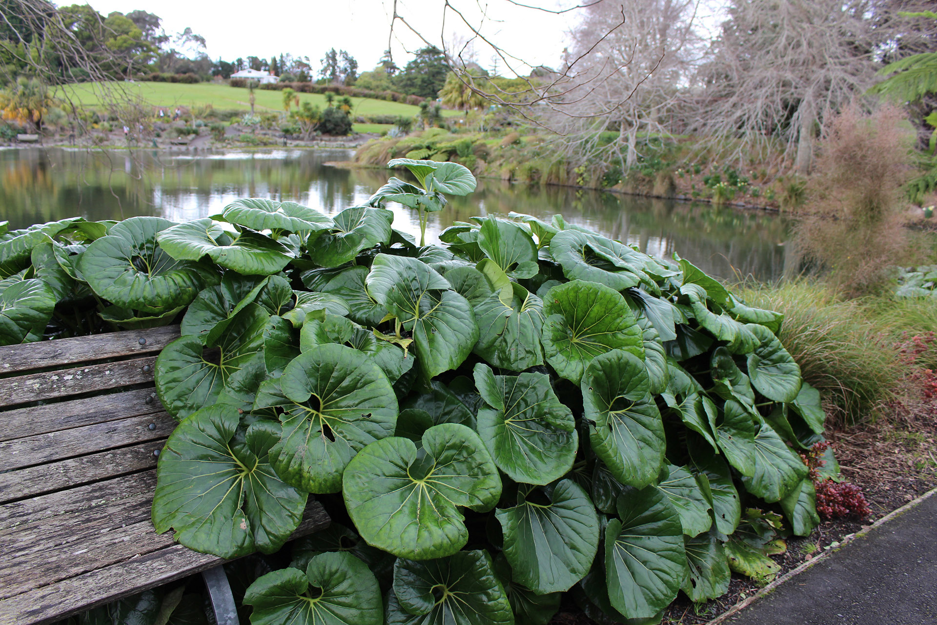 Farfugium japonicum var. giganteum