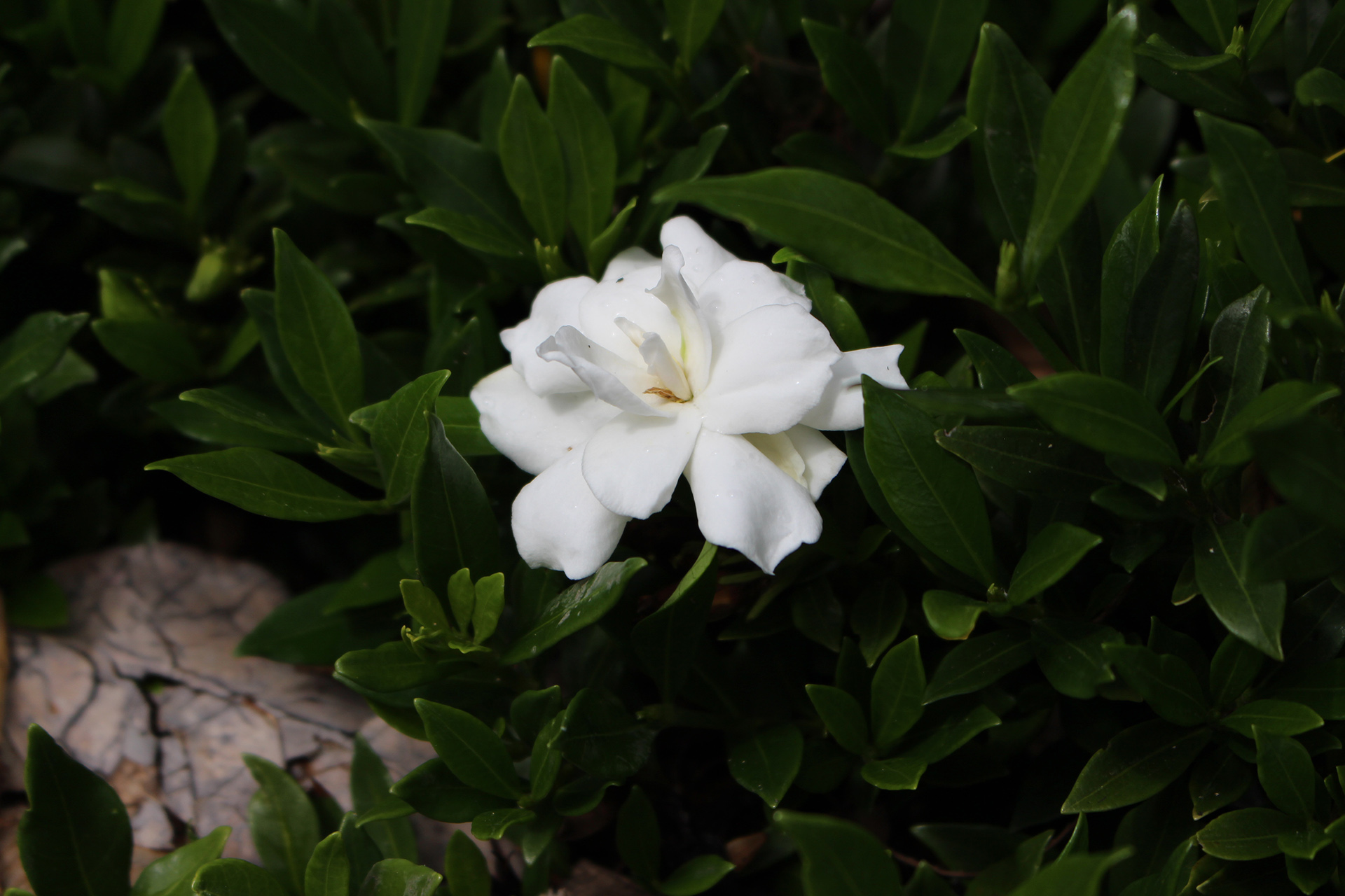 Gardenia augusta 'Radicans'