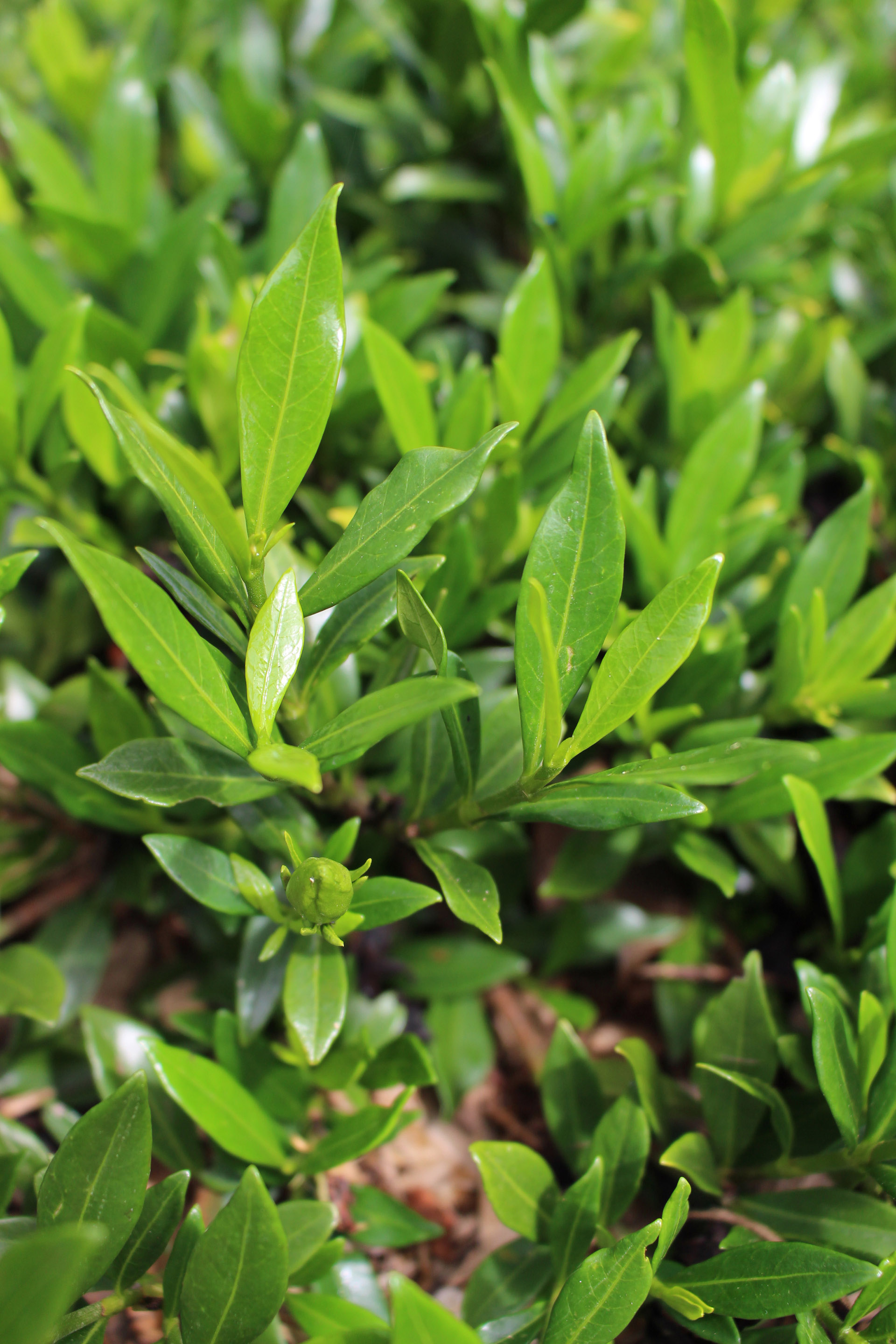 Gardenia augusta 'Radicans'