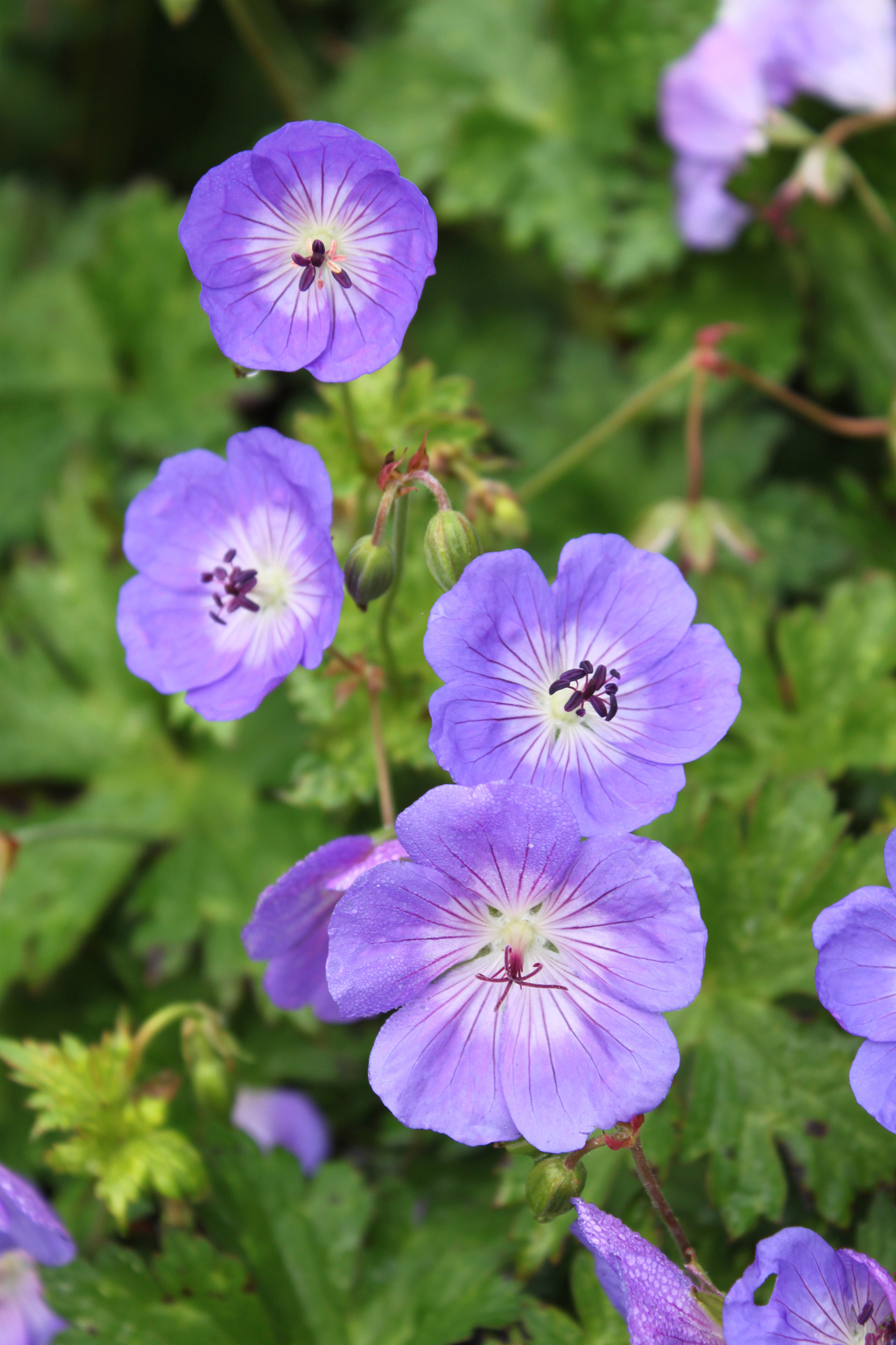Geranium [Rozanne] = 'Gerwat' (PBR)