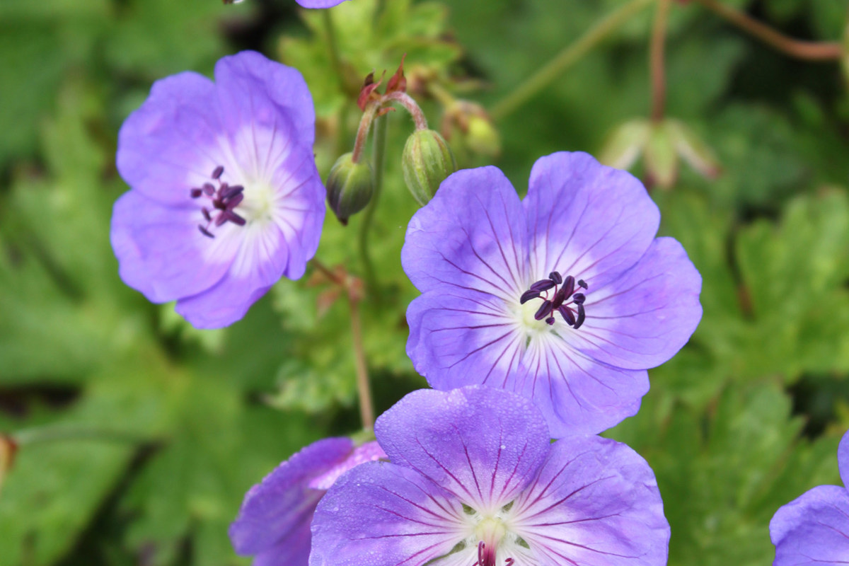 Geranium [Rozanne] = 'Gerwat' (PBR)