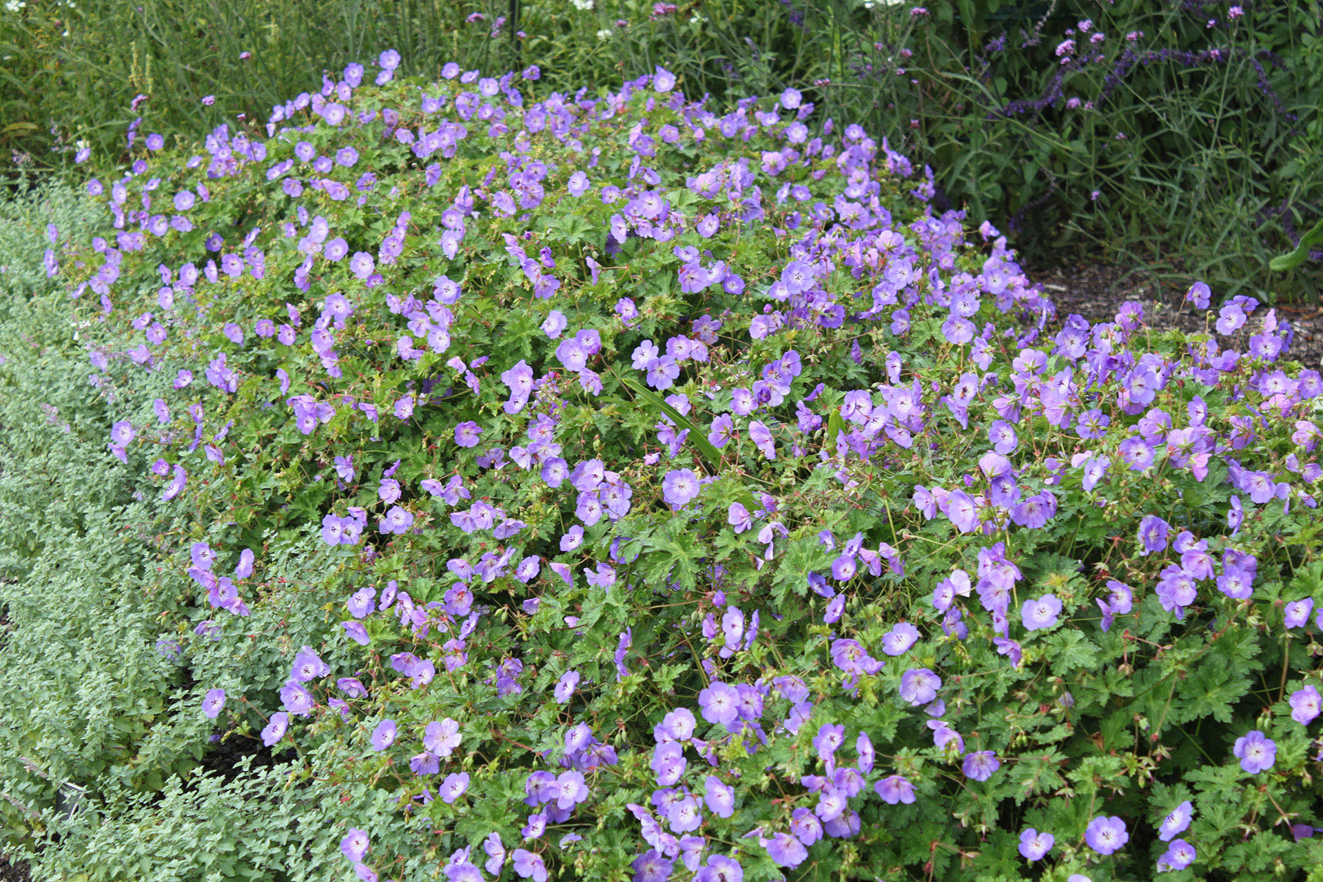 Geranium [Rozanne] = 'Gerwat' (PBR)