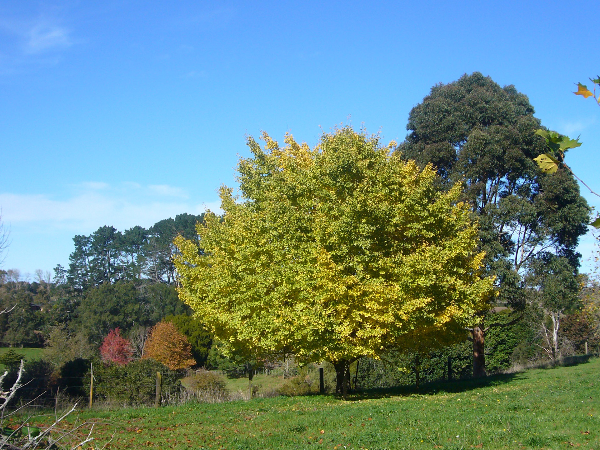 Ginkgo biloba