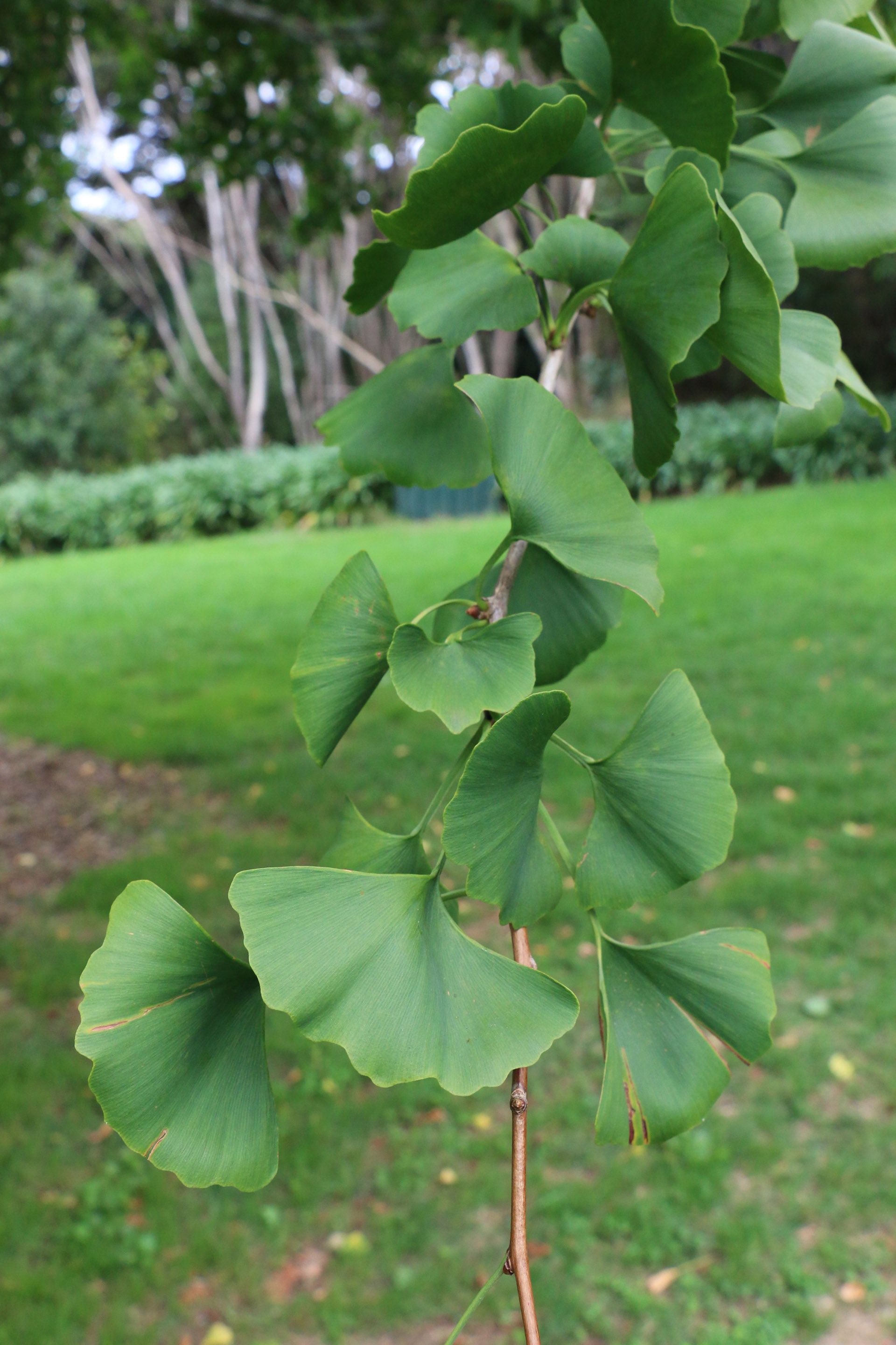 Ginkgo biloba