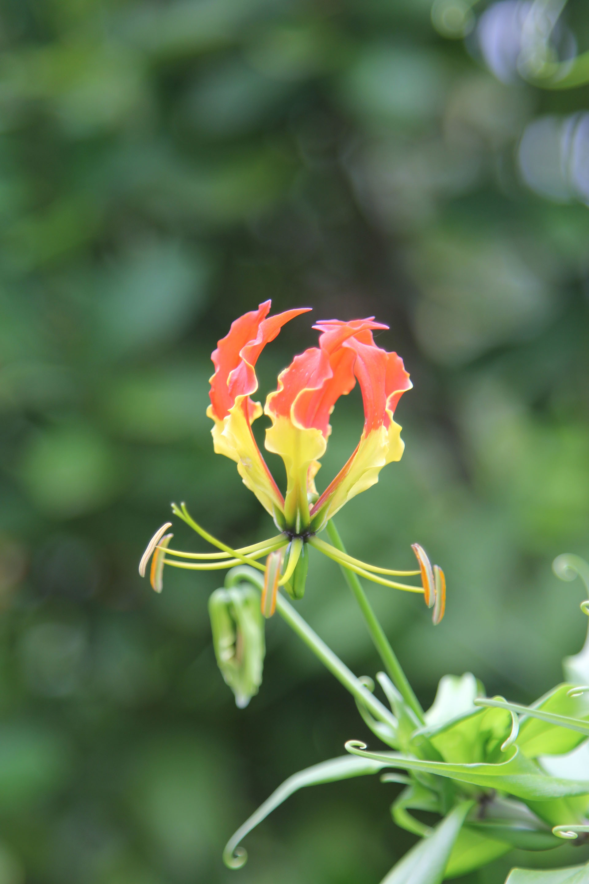 Gloriosa superba