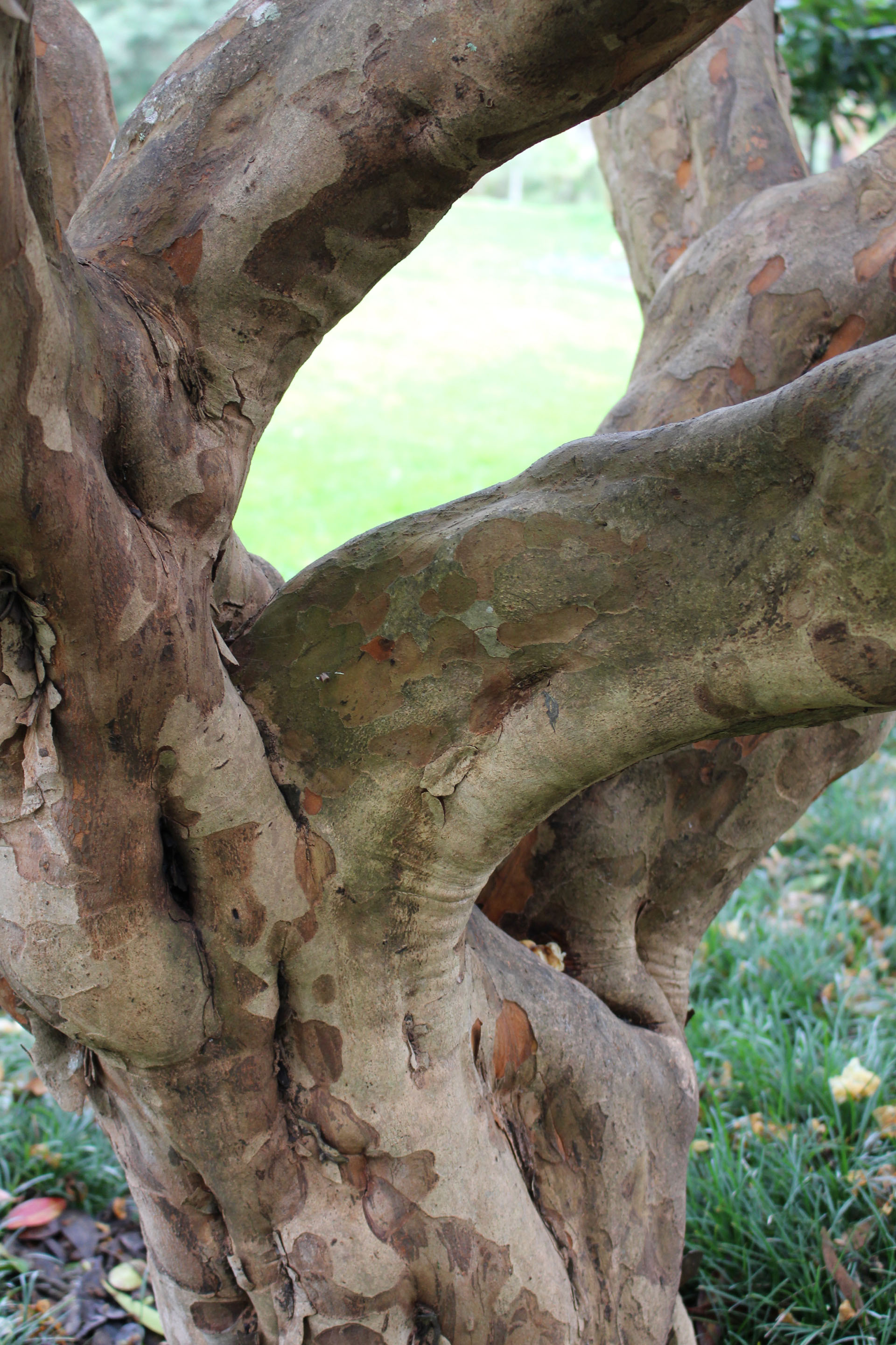 Gordonia anyone? - AusBonsai