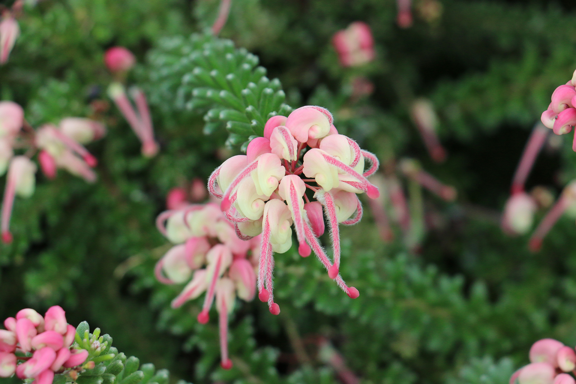 Grevillea lanigera 'Mt Tamboritha'