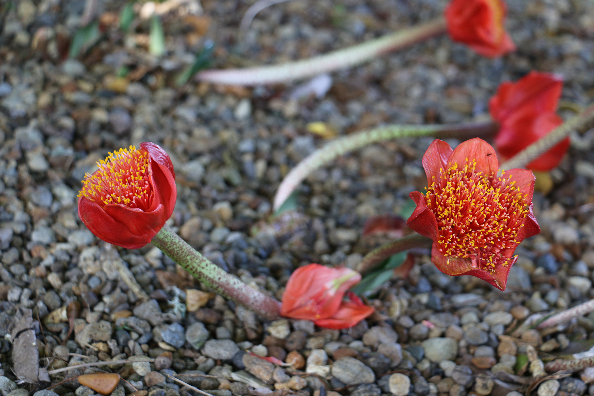 Haemanthus coccineus