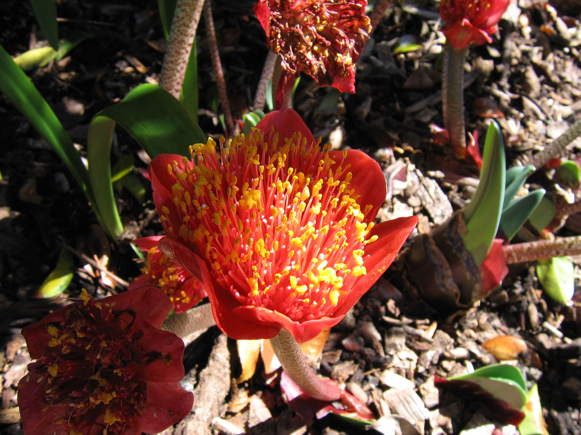 Haemanthus coccineus