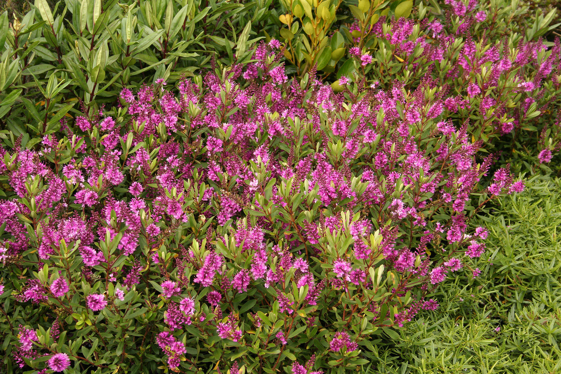 Hebe 'Wiri Charm'