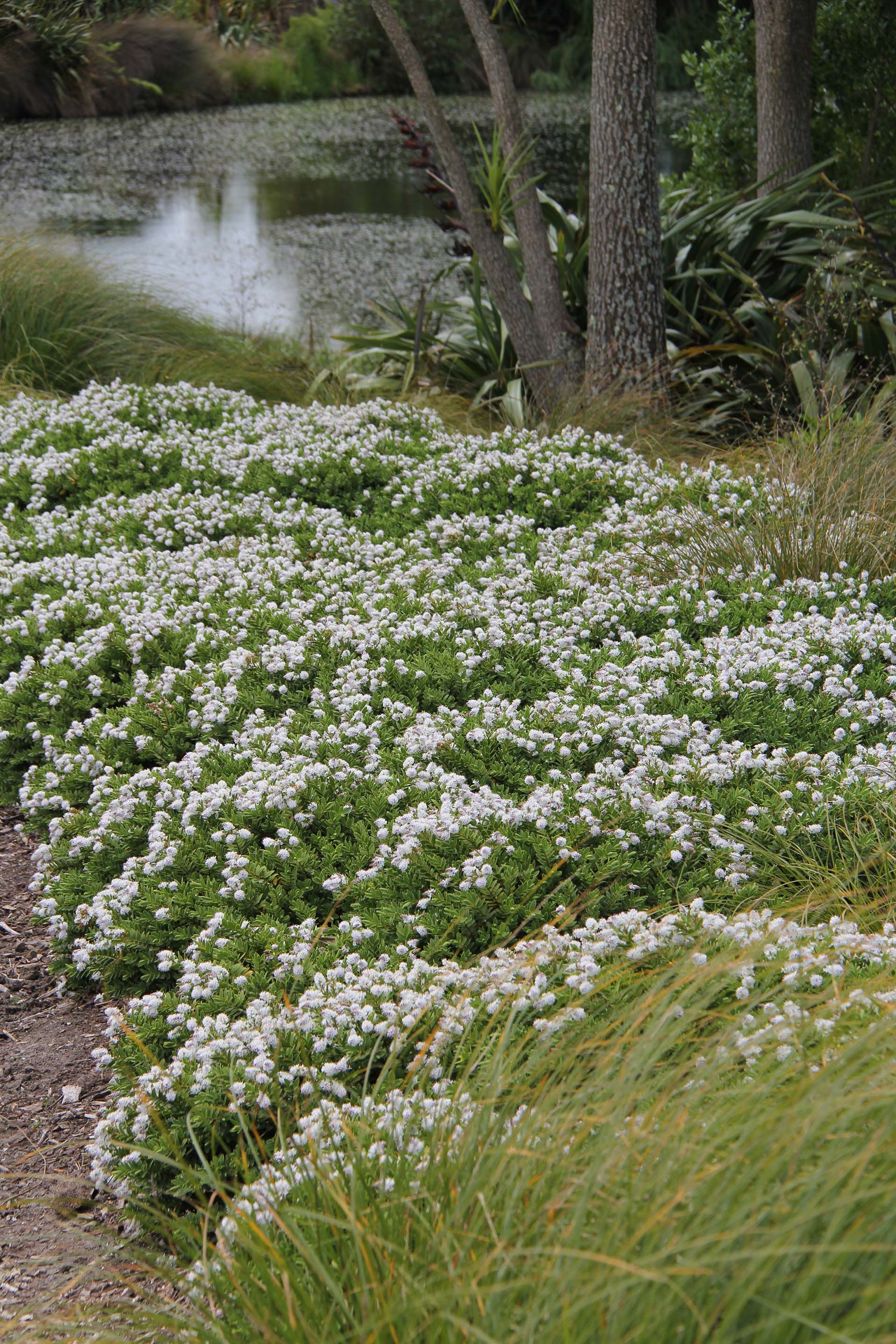 Hebe 'Wiri Mist'