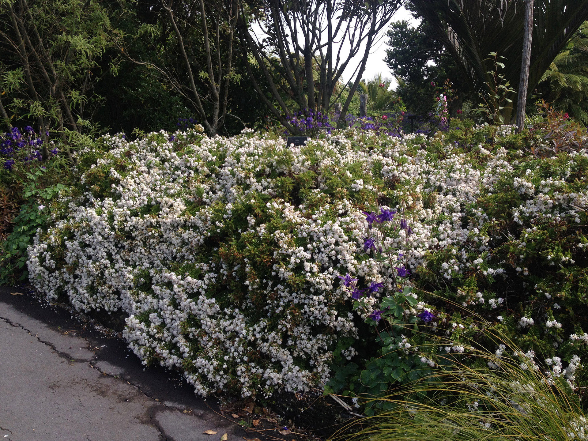 Hebe 'Wiri Mist'