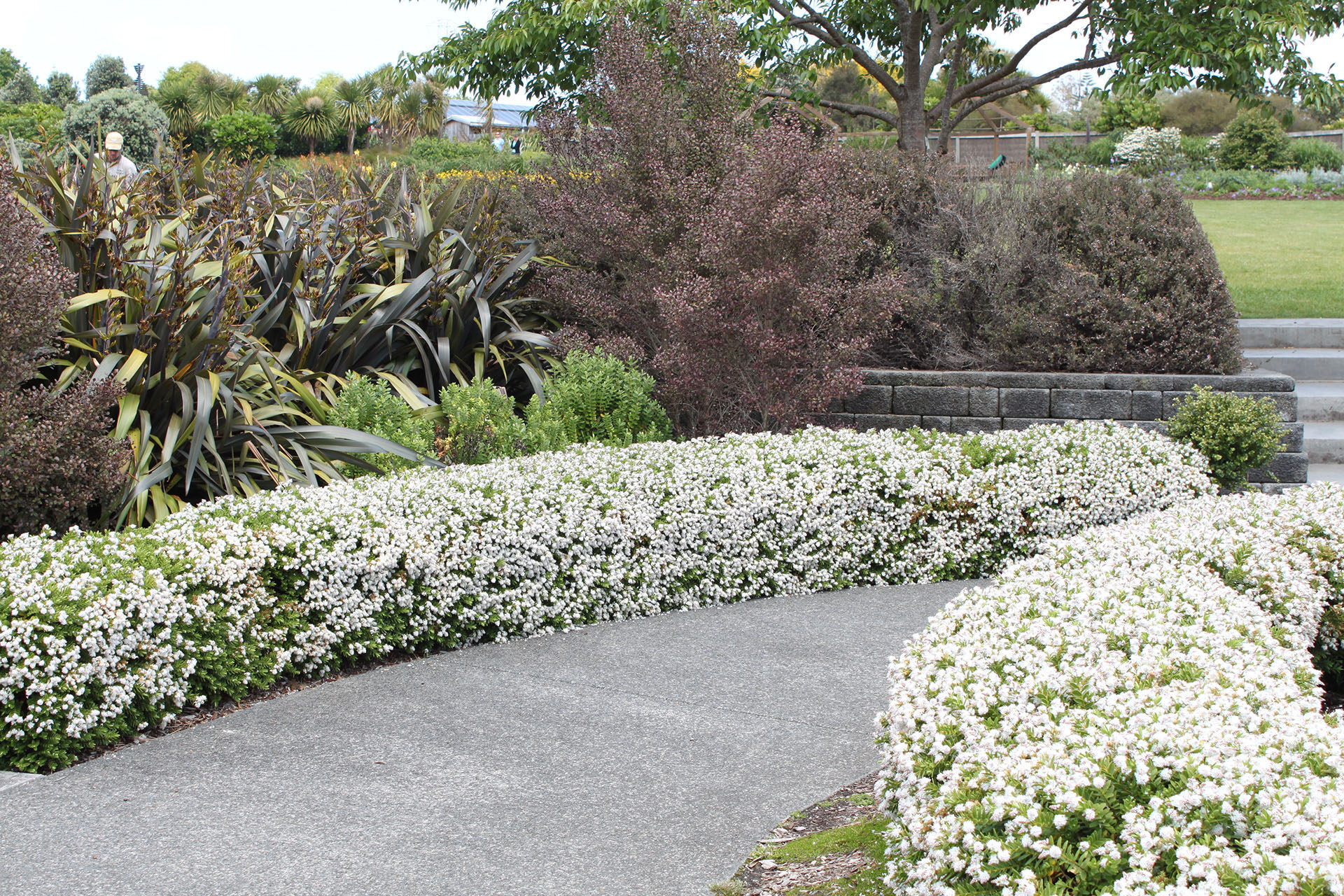 Hebe 'Wiri Mist'