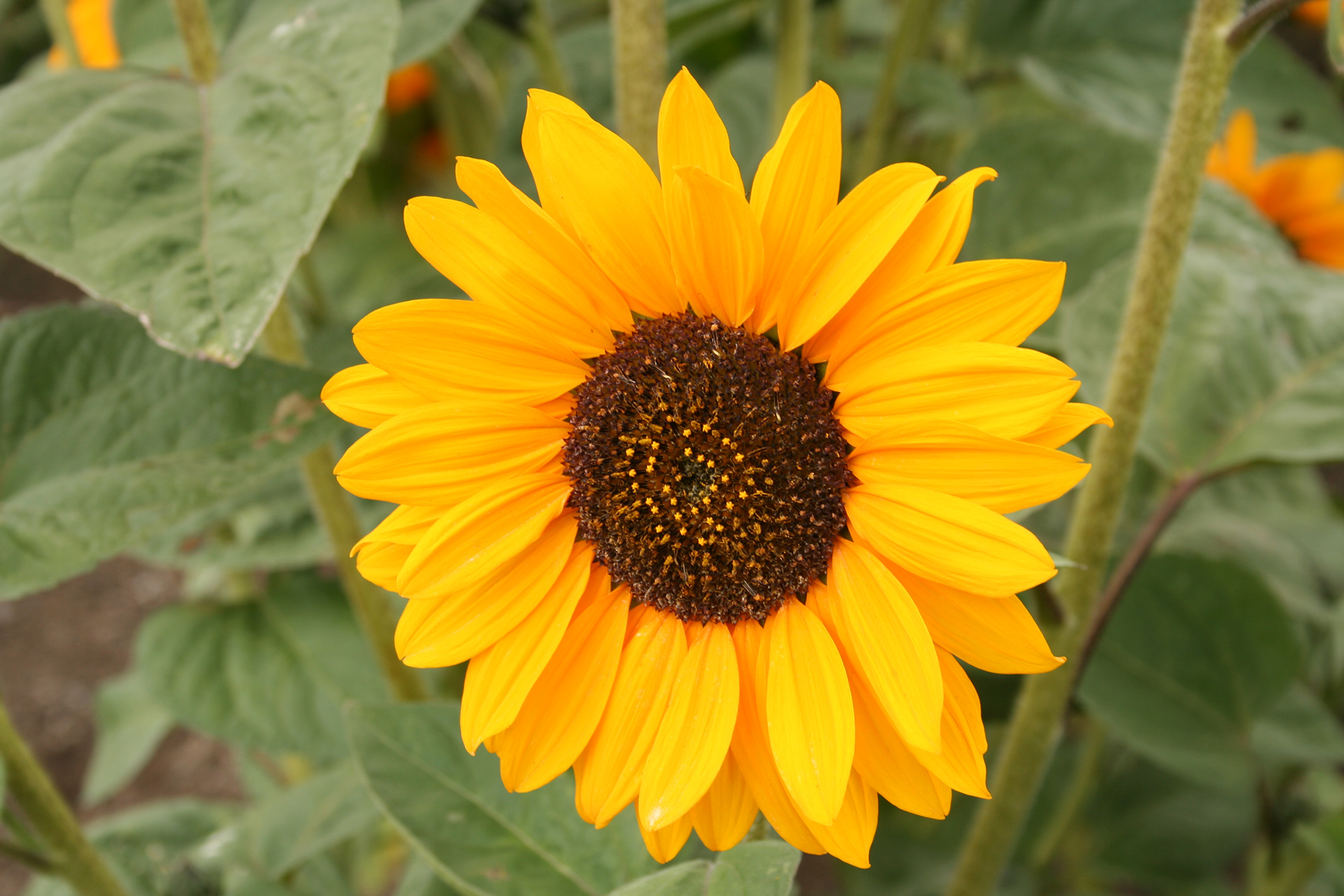 Helianthus annuus