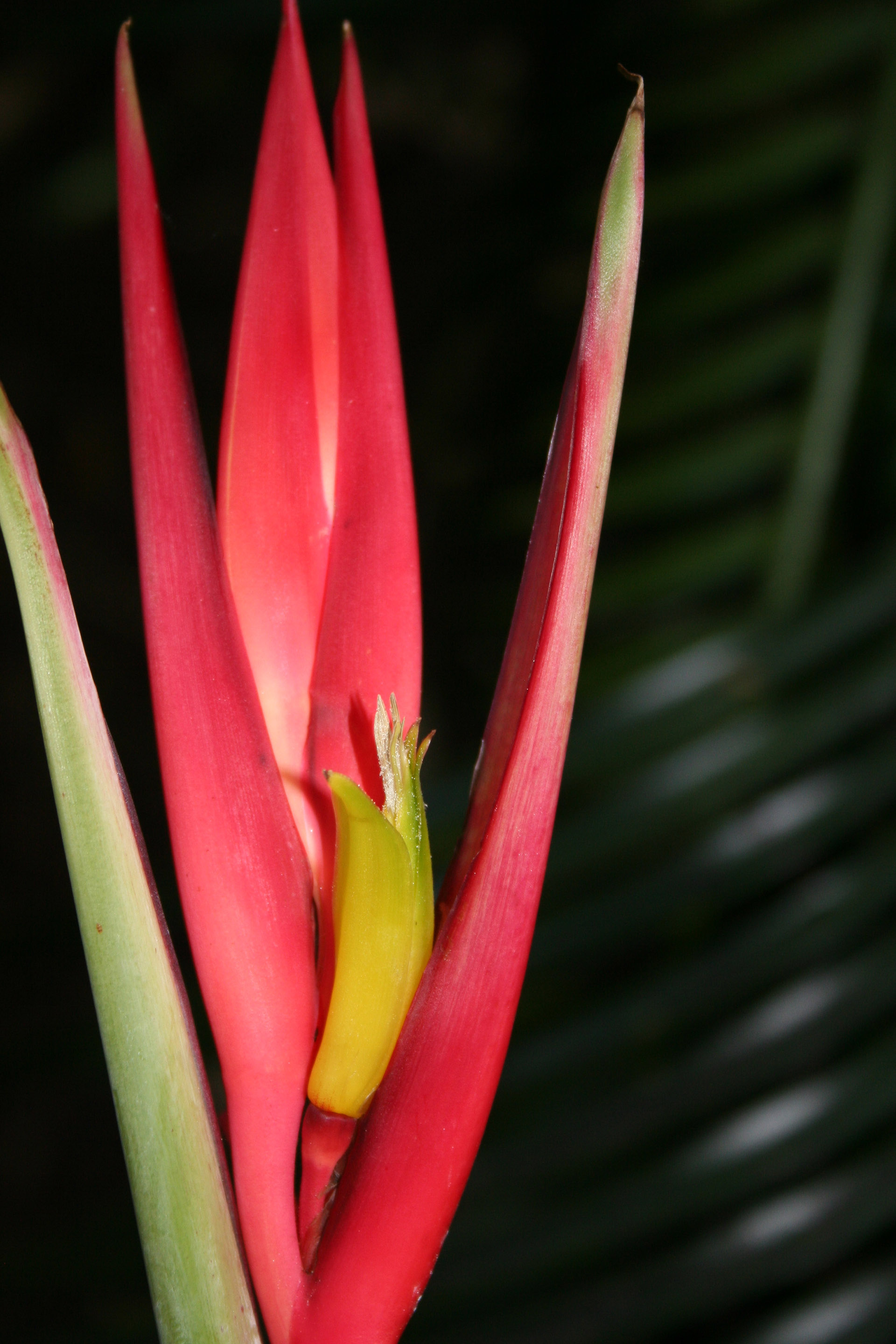 Heliconia subulata