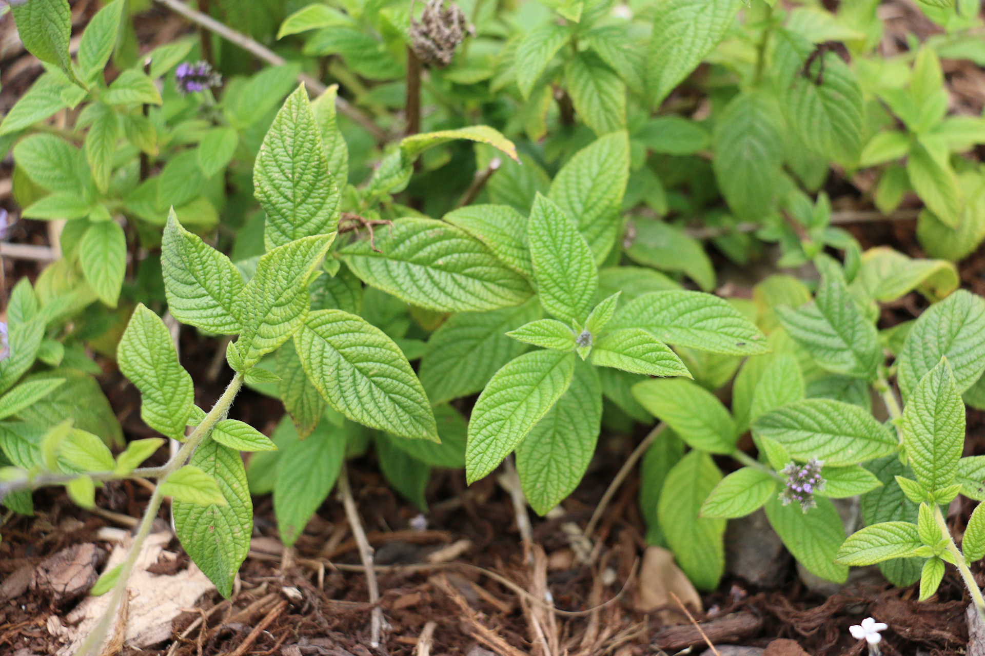 Heliotropium arborescens