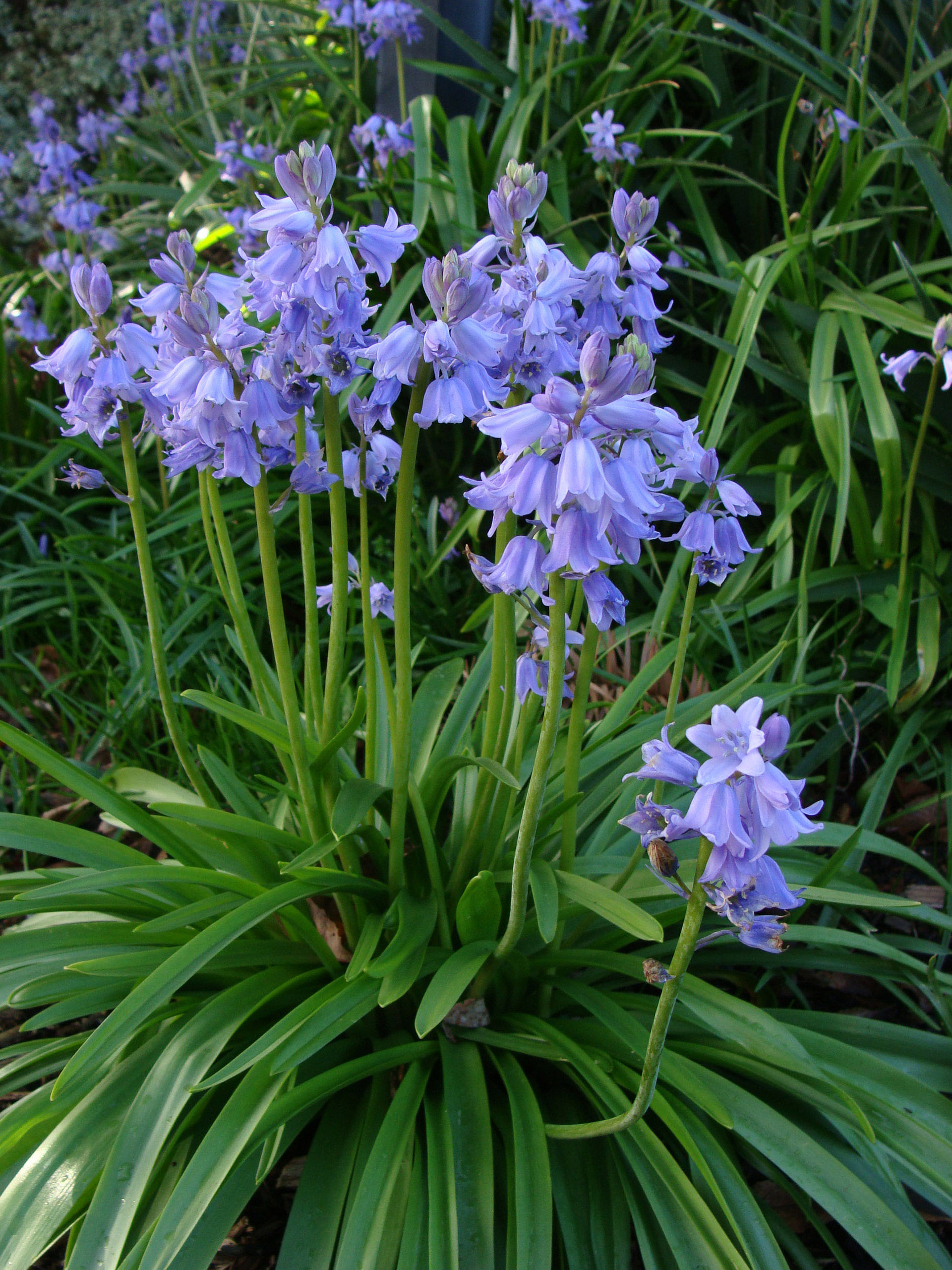 Hyacinthoides hispanica