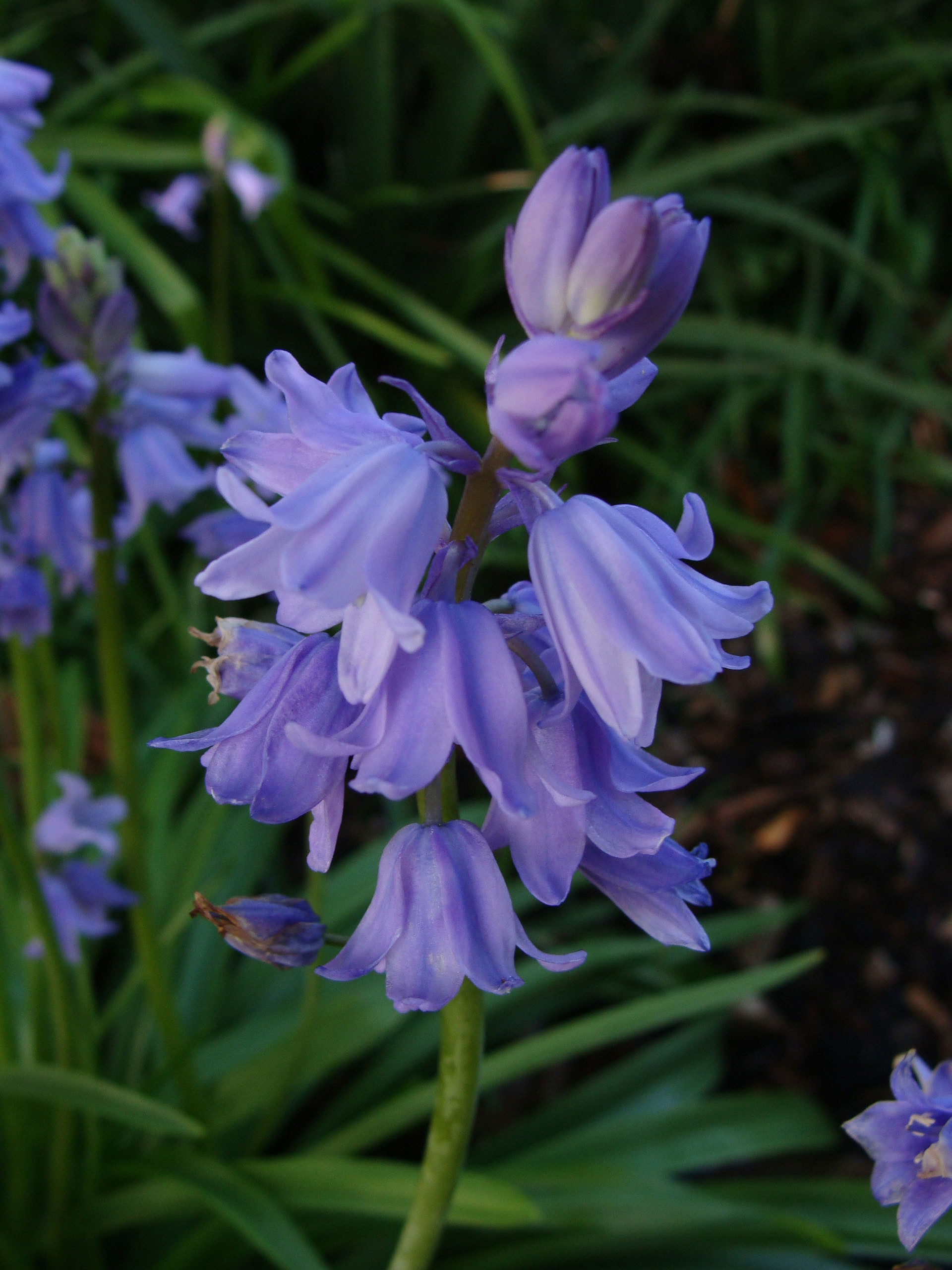 Hyacinthoides hispanica