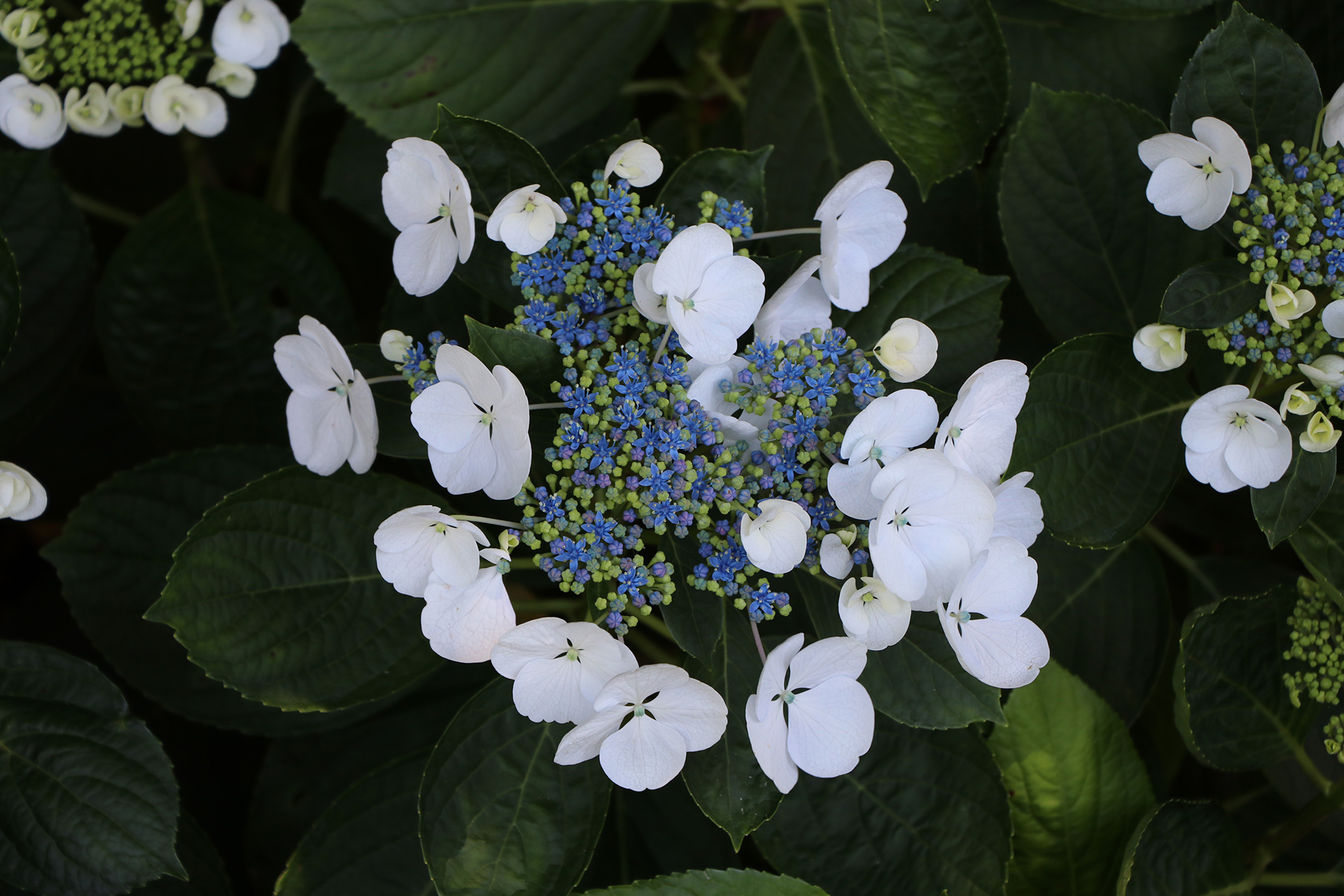 Hydrangea macrophylla 'Libelle'