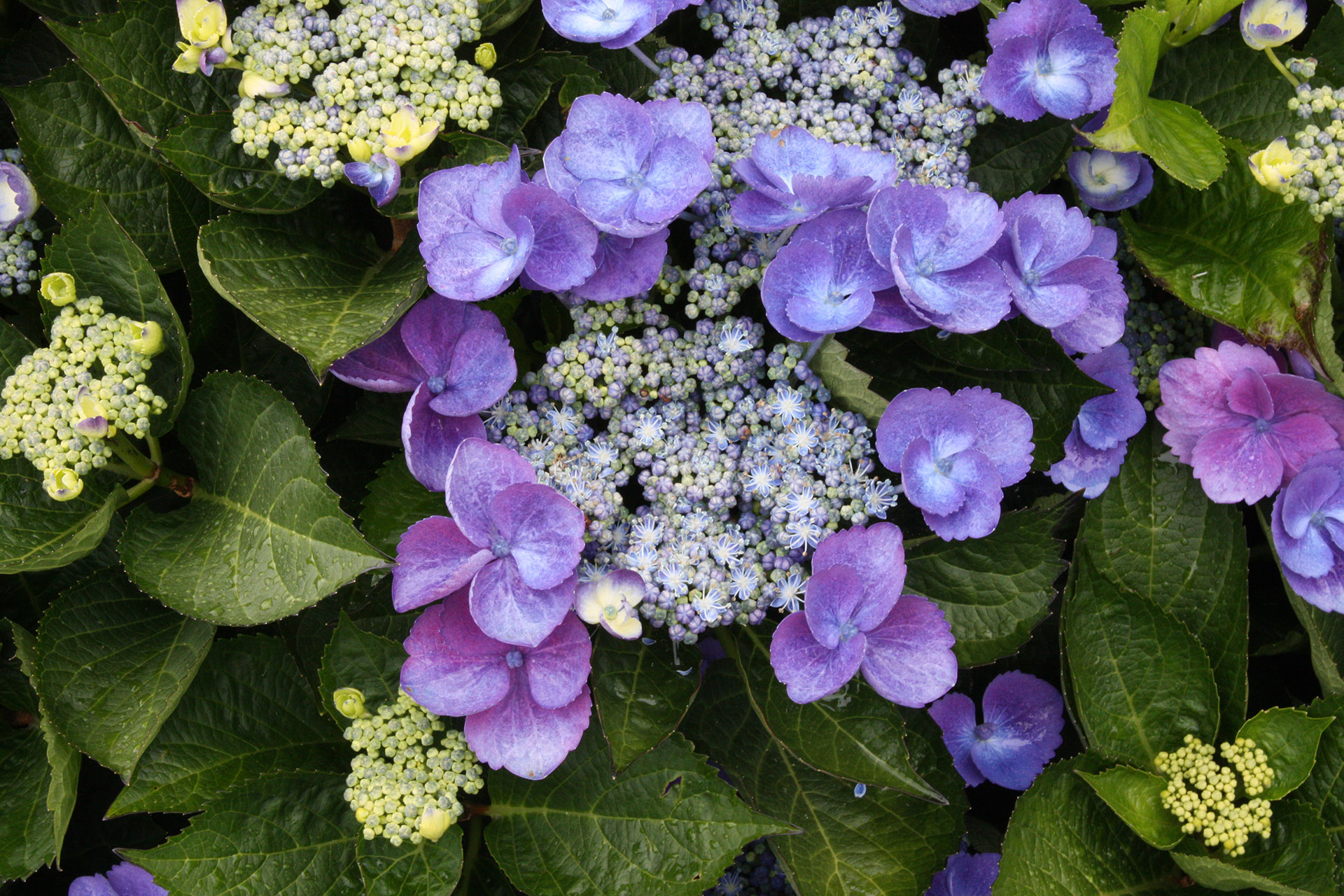 Hydrangea macrophylla 'Zaunkonig'