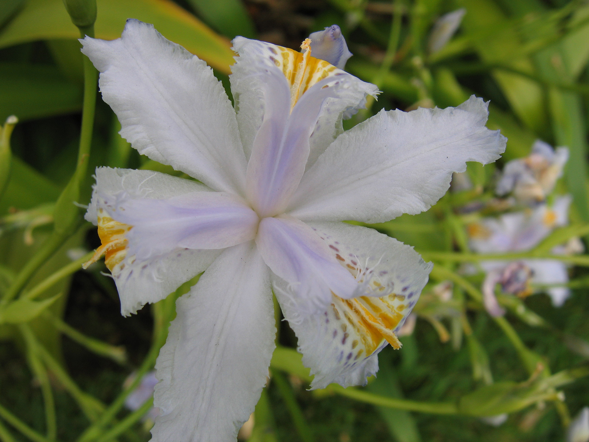 Iris wattii Evansia