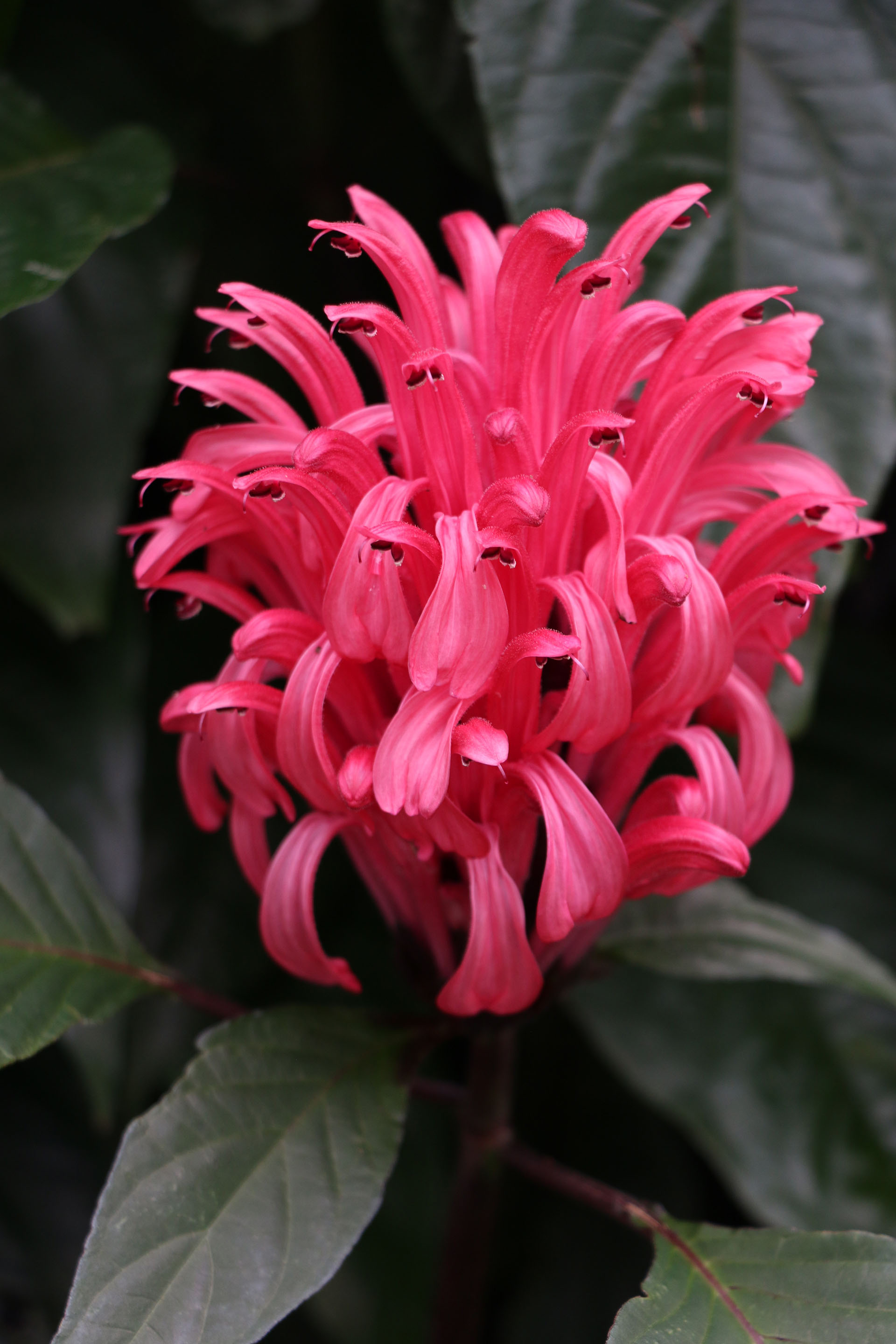 Justicia carnea