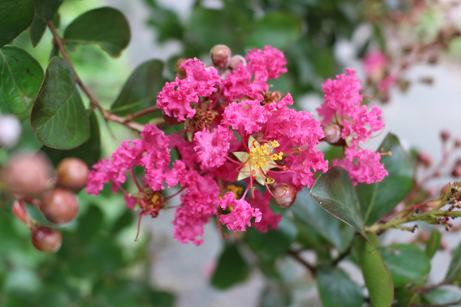 Lagerstroemia indica