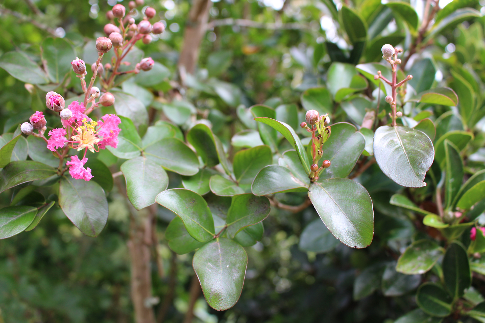 Lagerstroemia indica