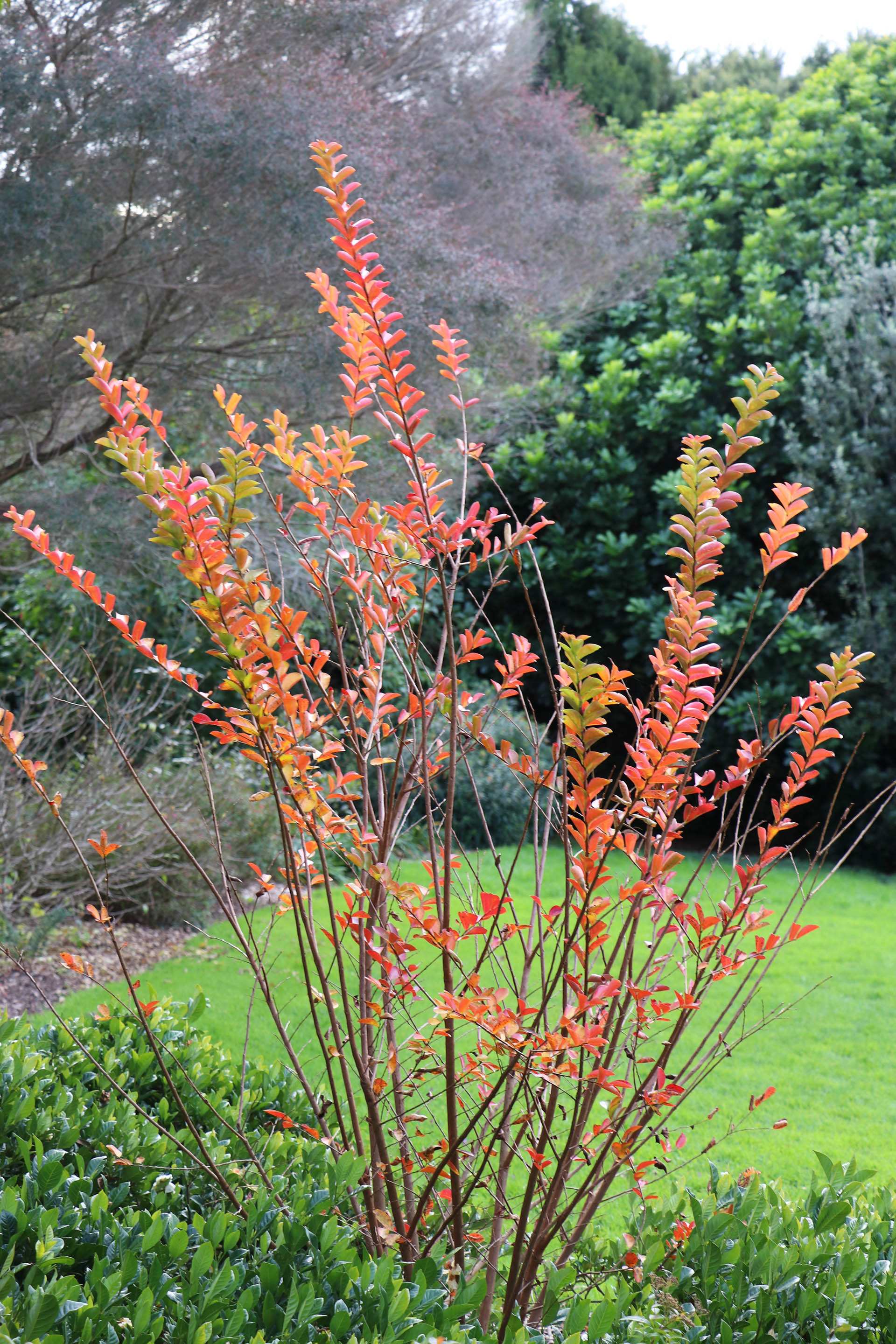 Lagerstroemia indica
