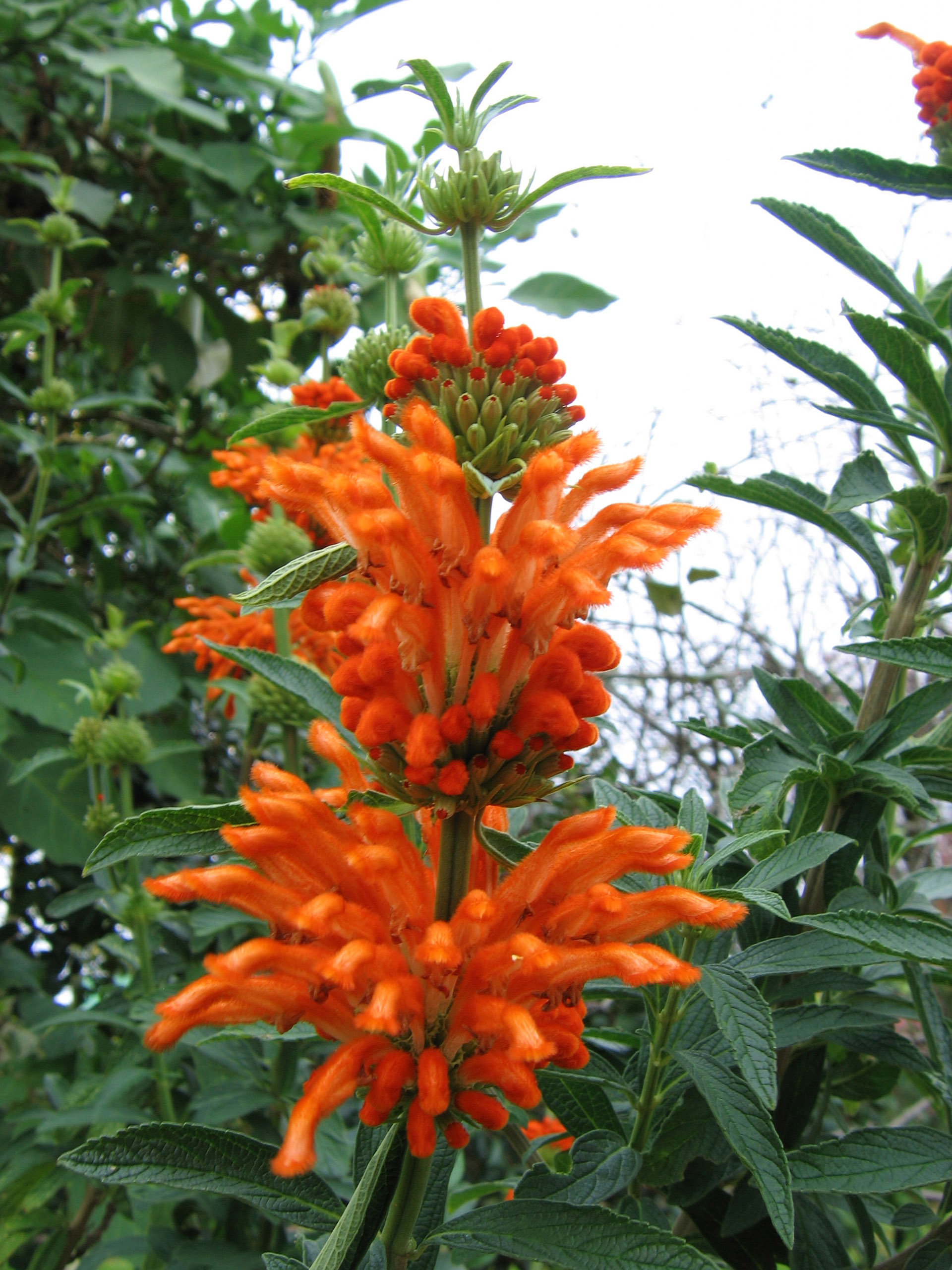 Leonotis leonurus
