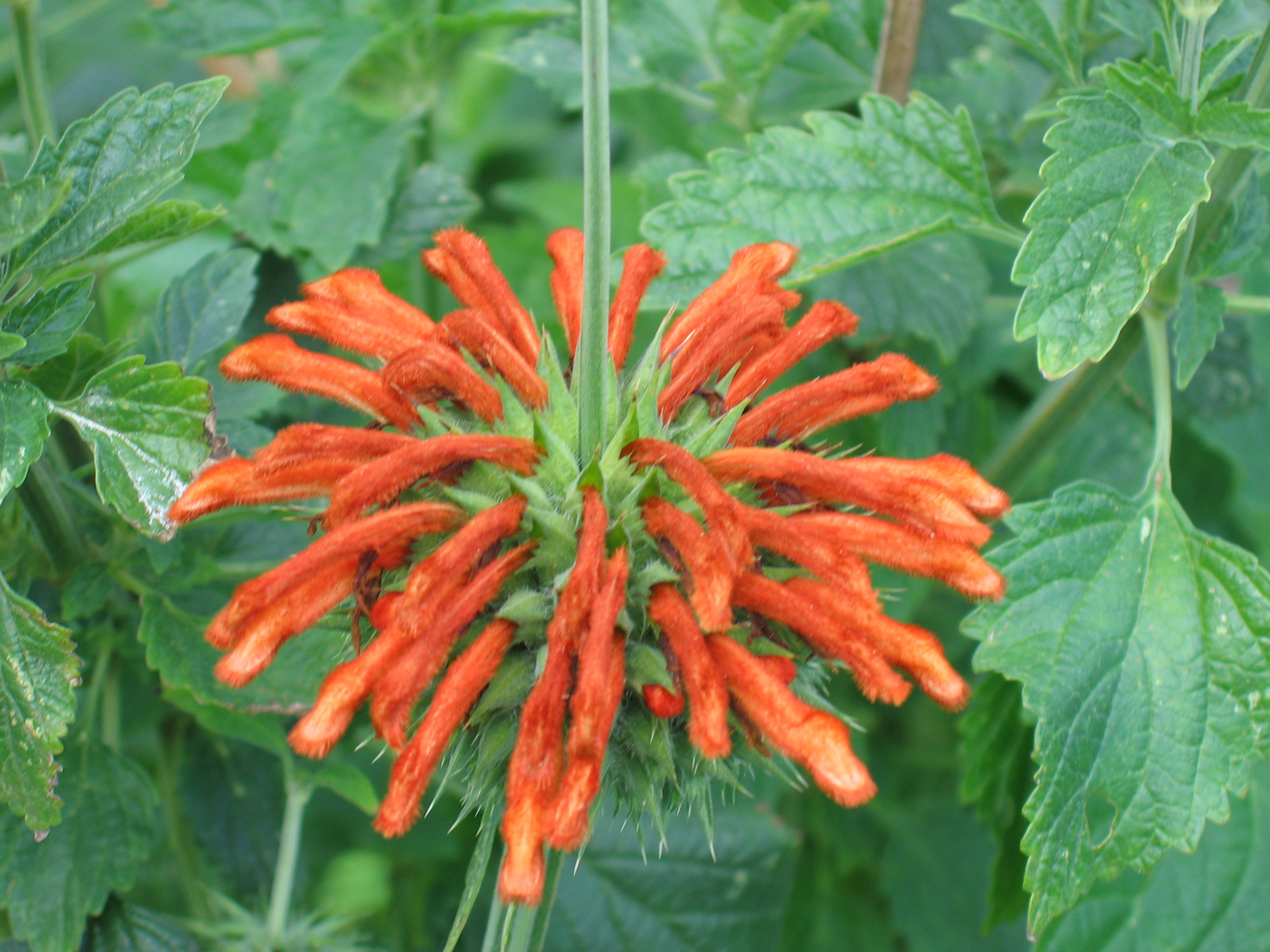 Leonotis leonurus