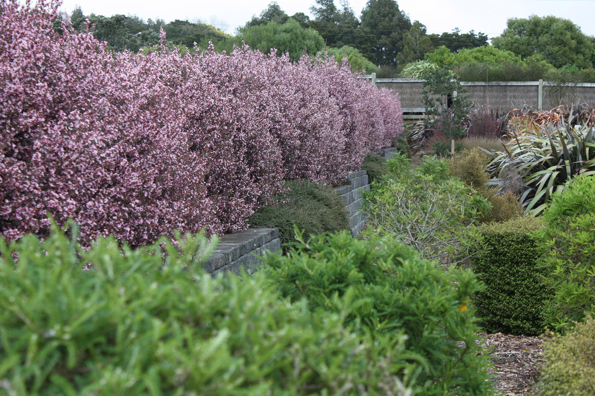Leptospermum 'Wiri Sandra'