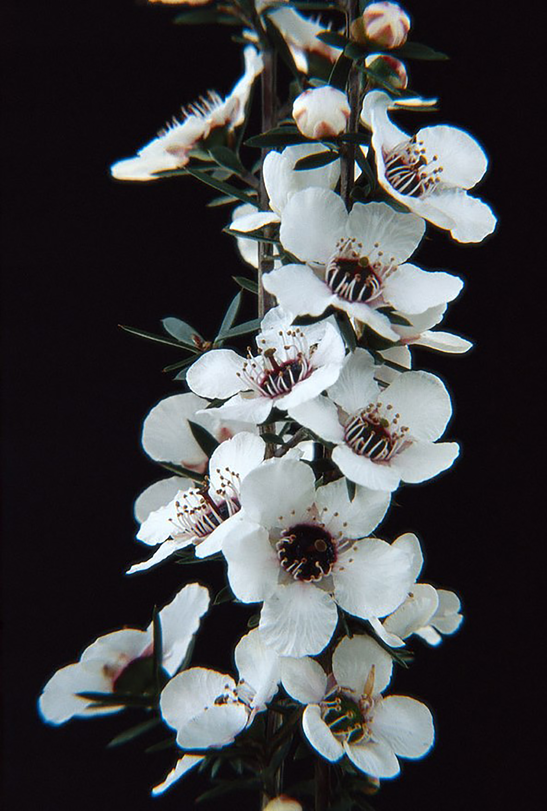 Leptospermum scoparium 'Wiri Susan'