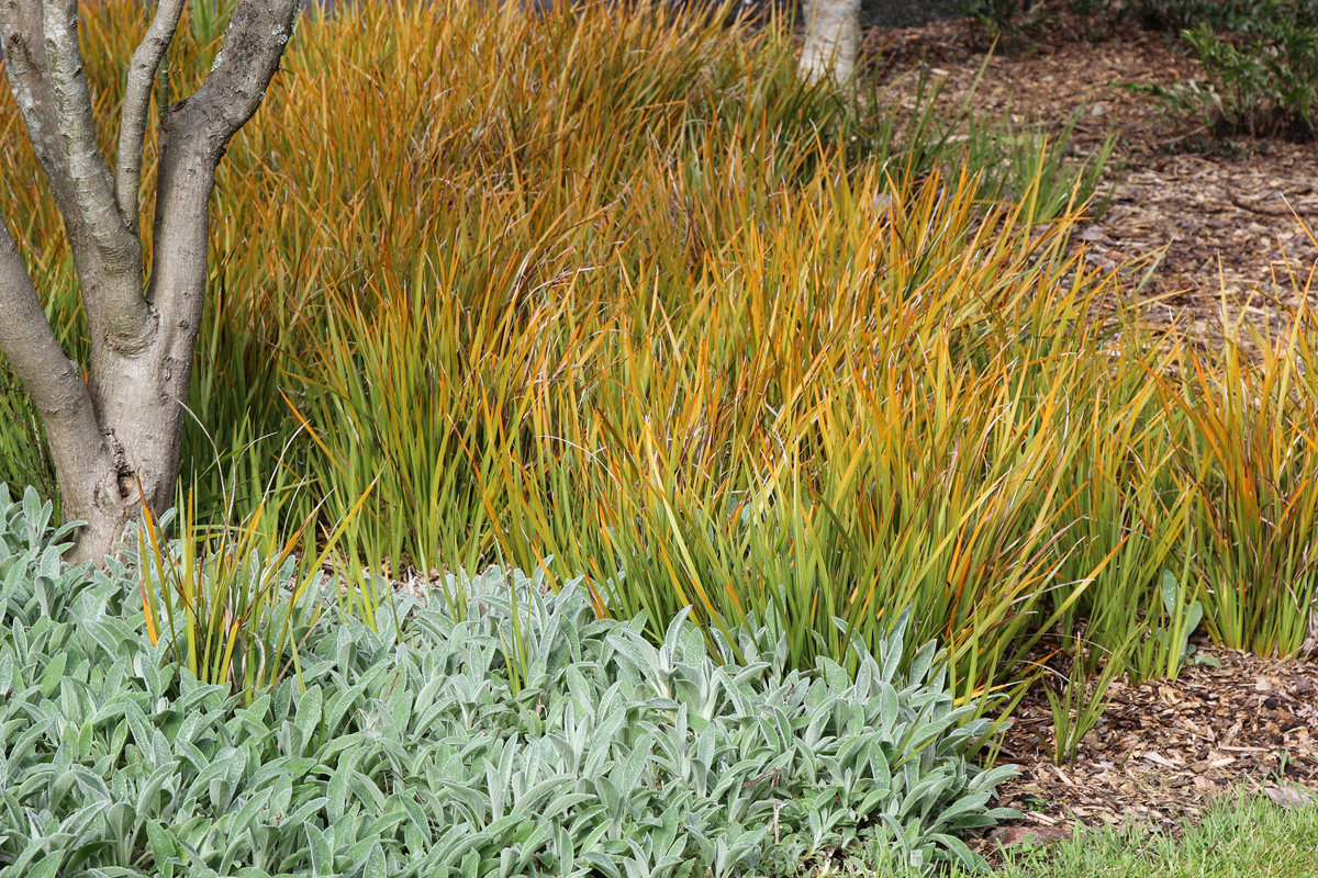 Libertia grandiflora