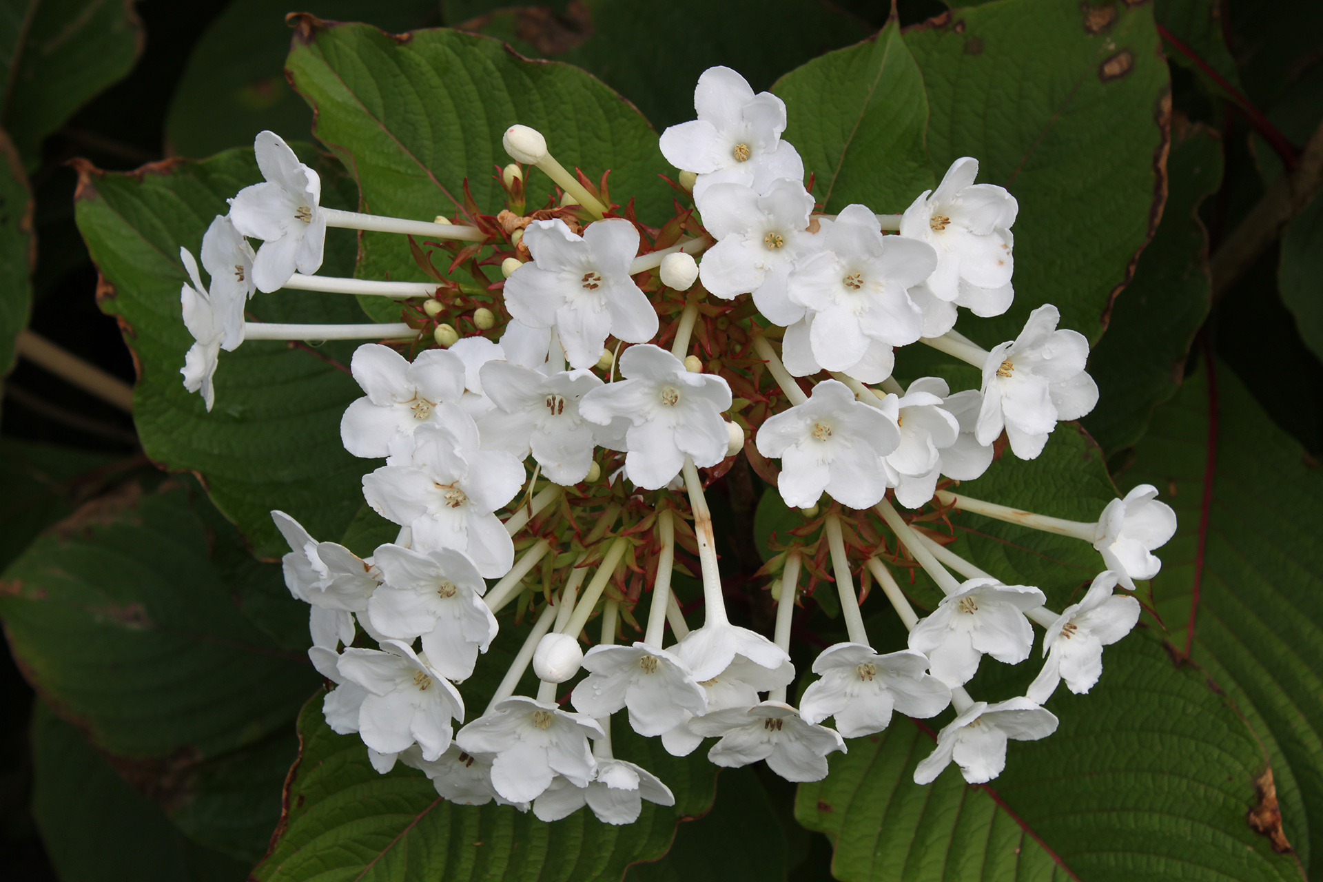 Luculia grandifolia