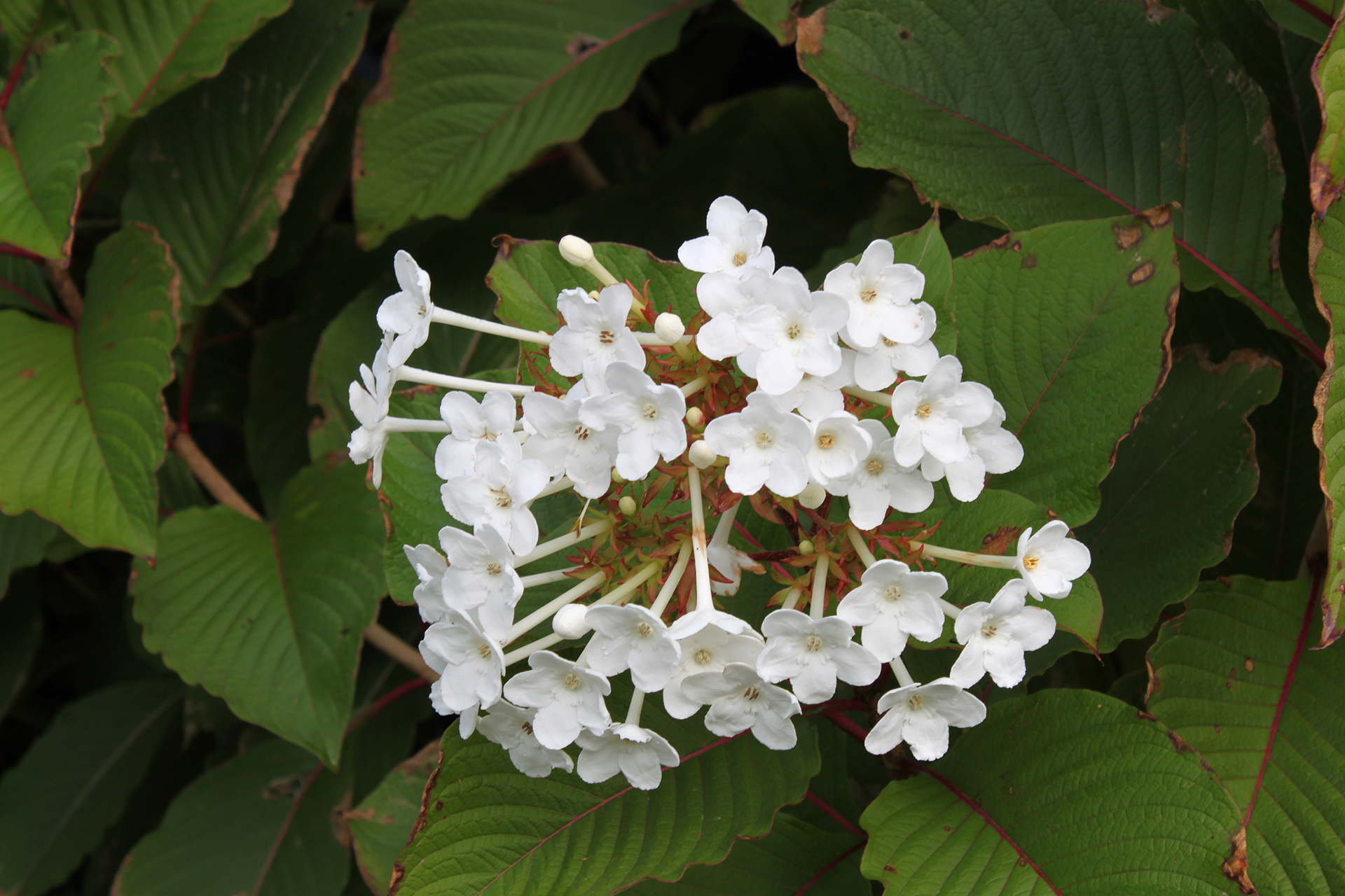 Luculia grandifolia