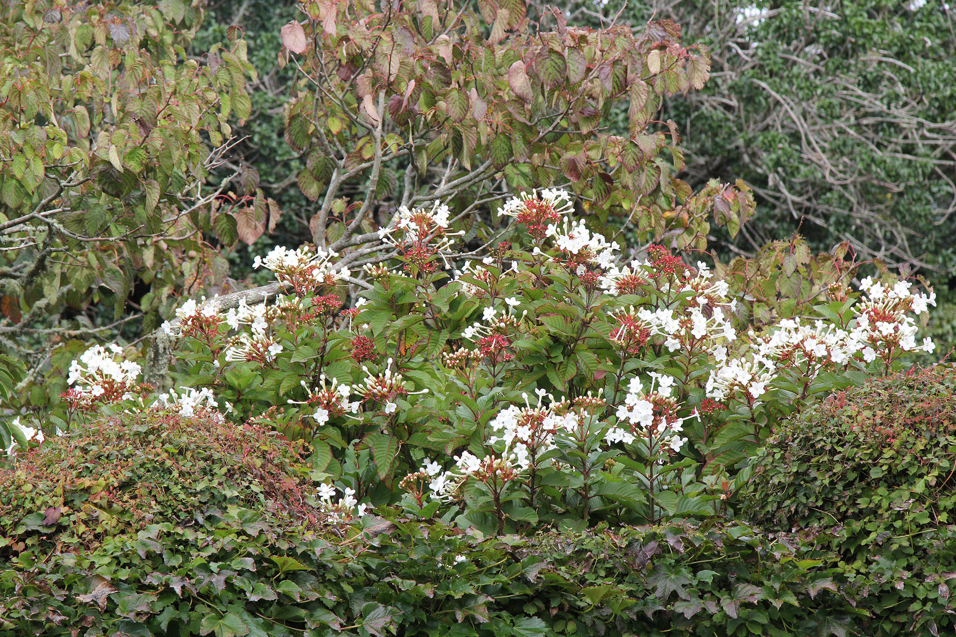 Luculia grandifolia