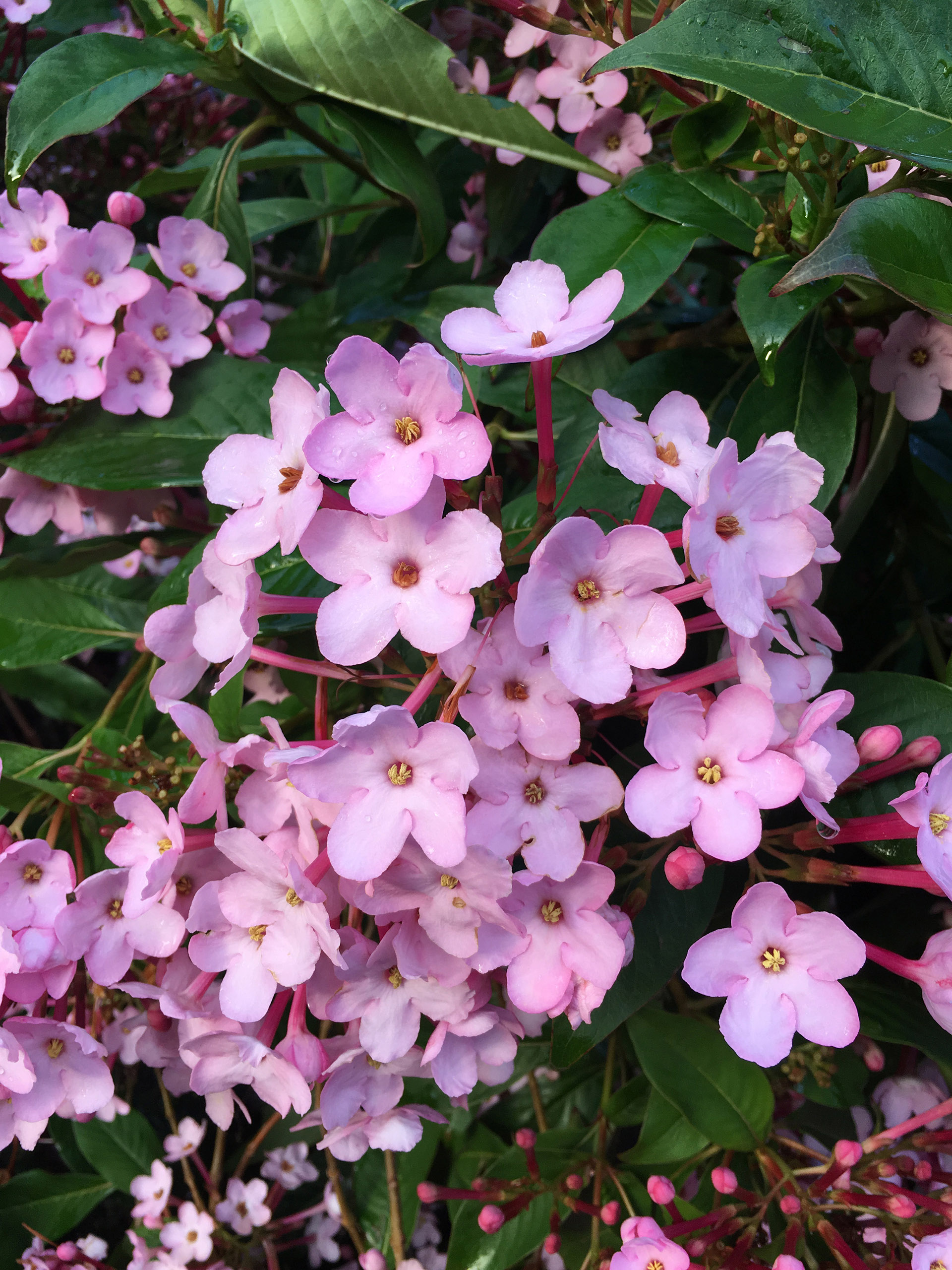 Luculia gratissima 'Early Dawn'