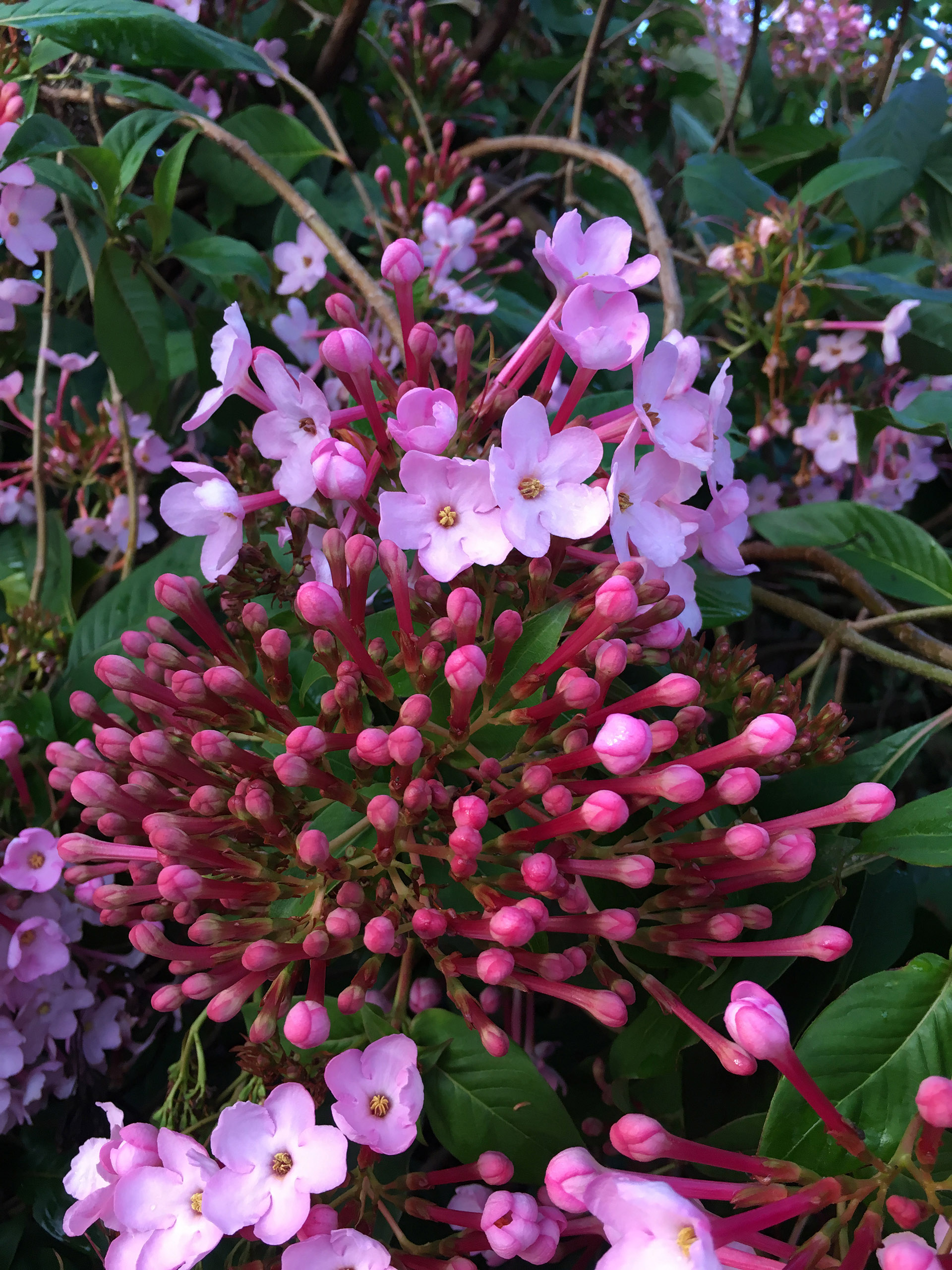 Luculia gratissima 'Early Dawn'