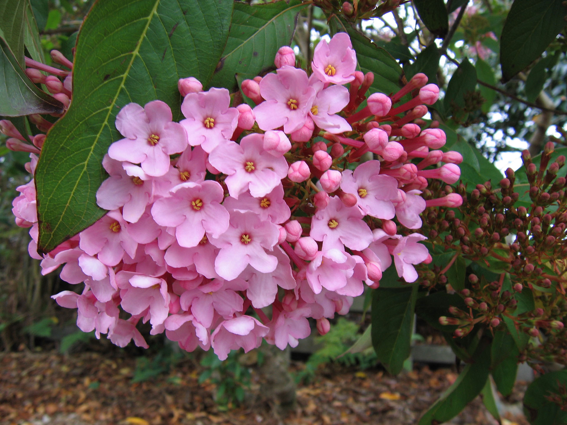Luculia gratissima 'Early Dawn'