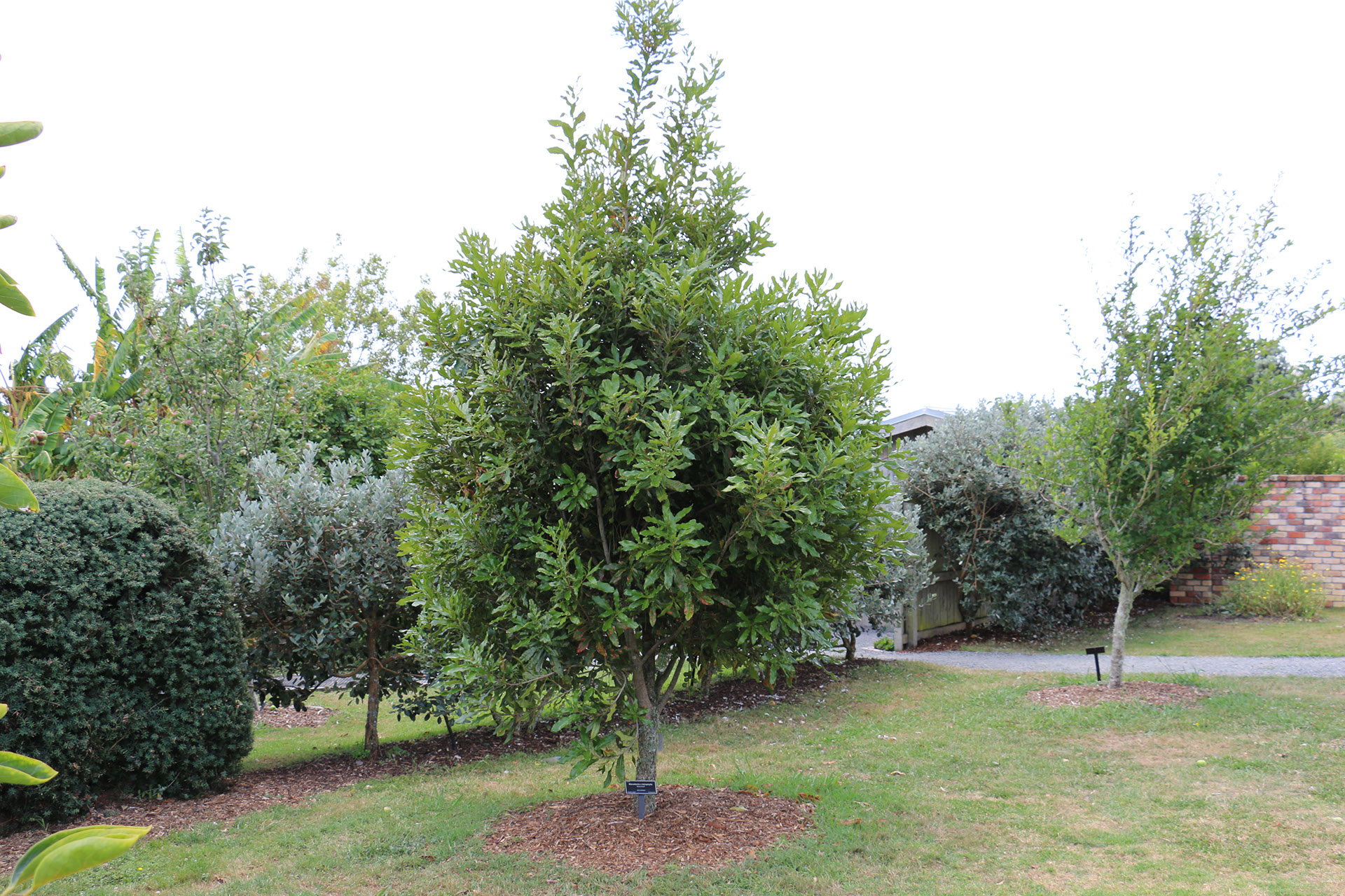 Macadamia x tetraphylla 'Beaumont'