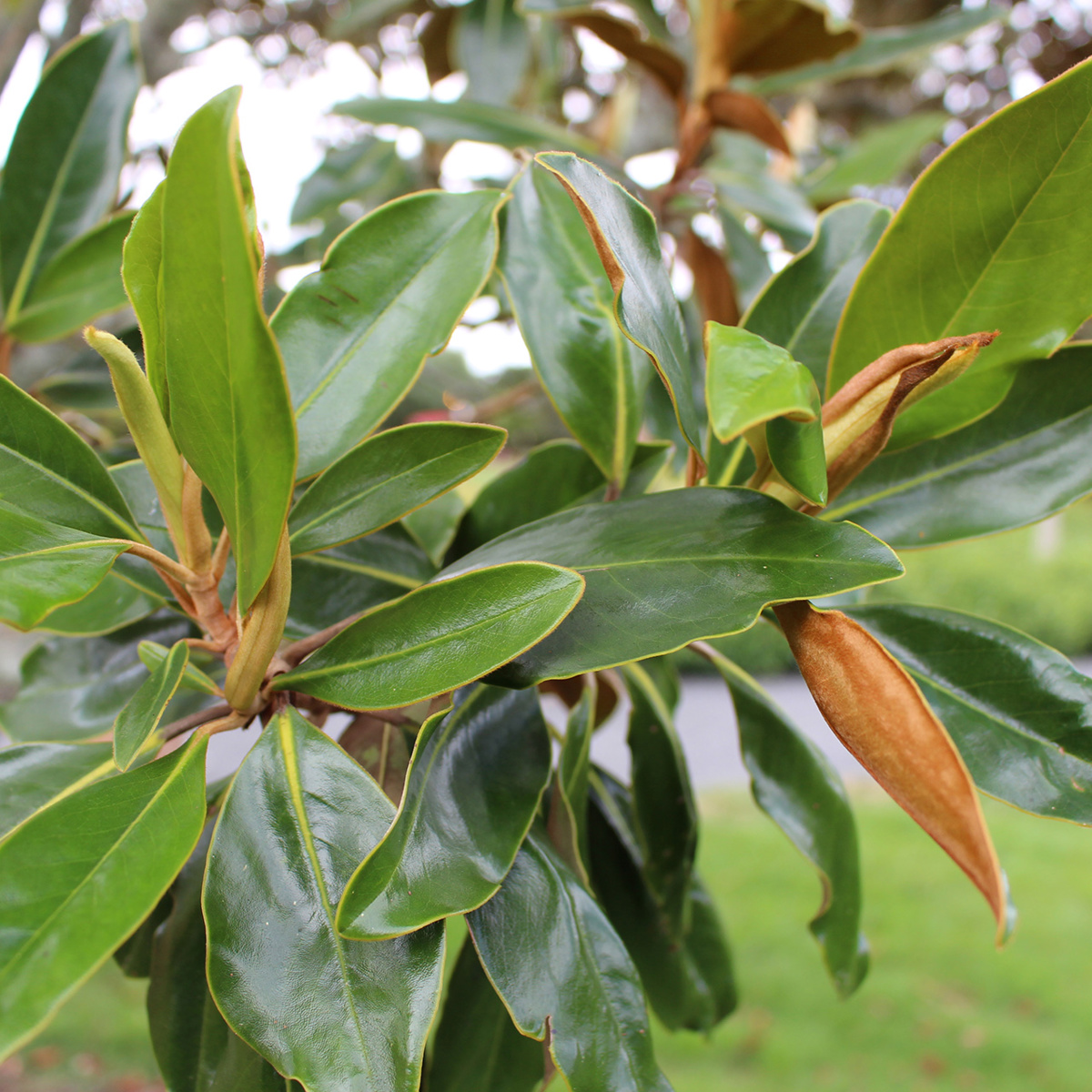 Plants for Auckland