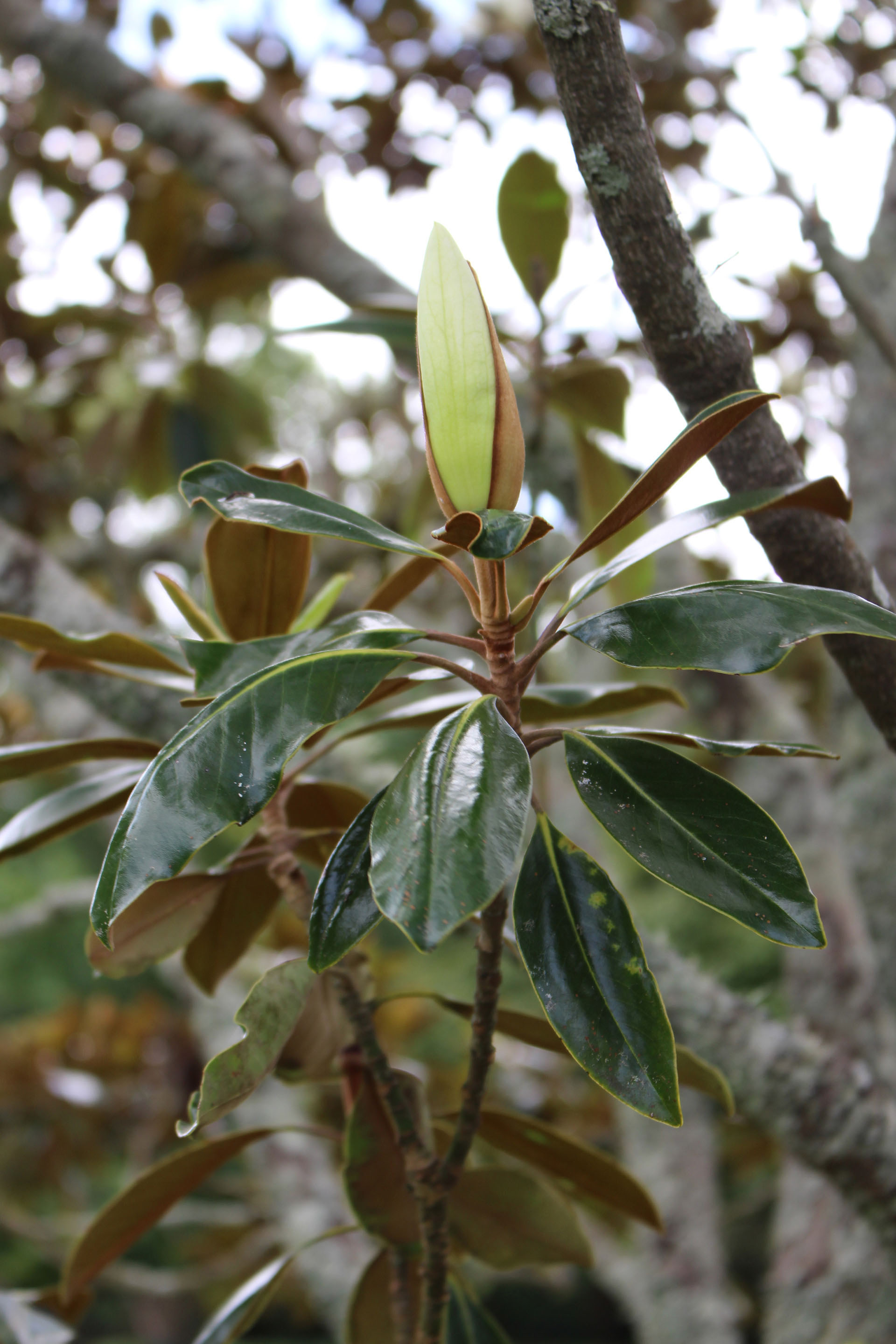 Magnolia grandiflora 'Little Gem'