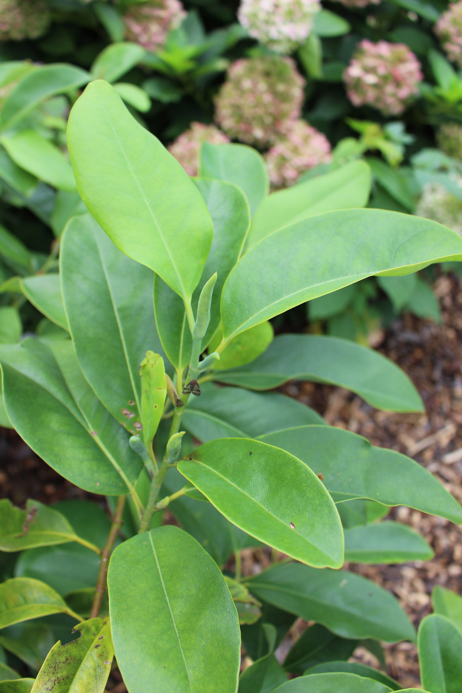 Magnolia maudiae