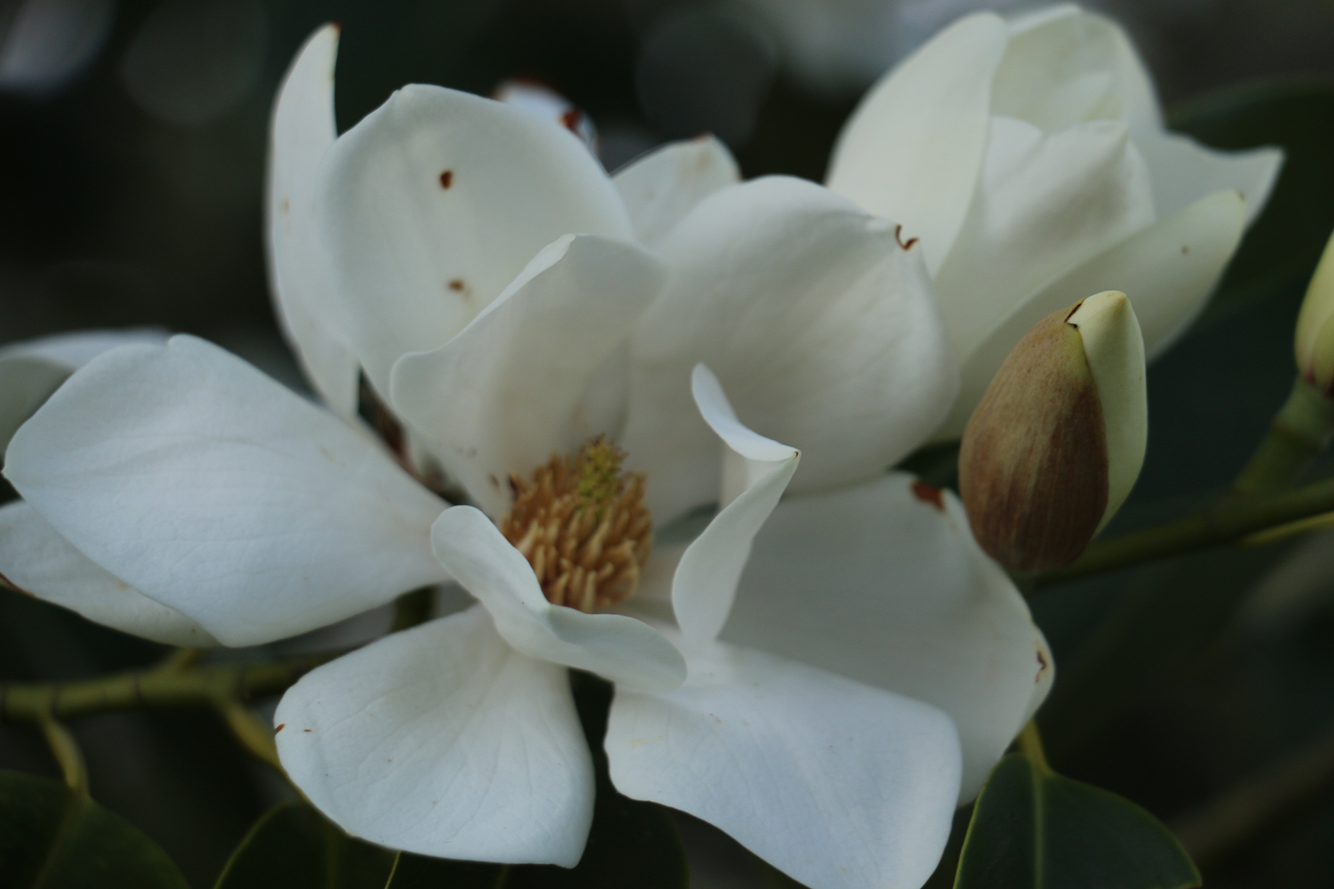 Magnolia maudiae