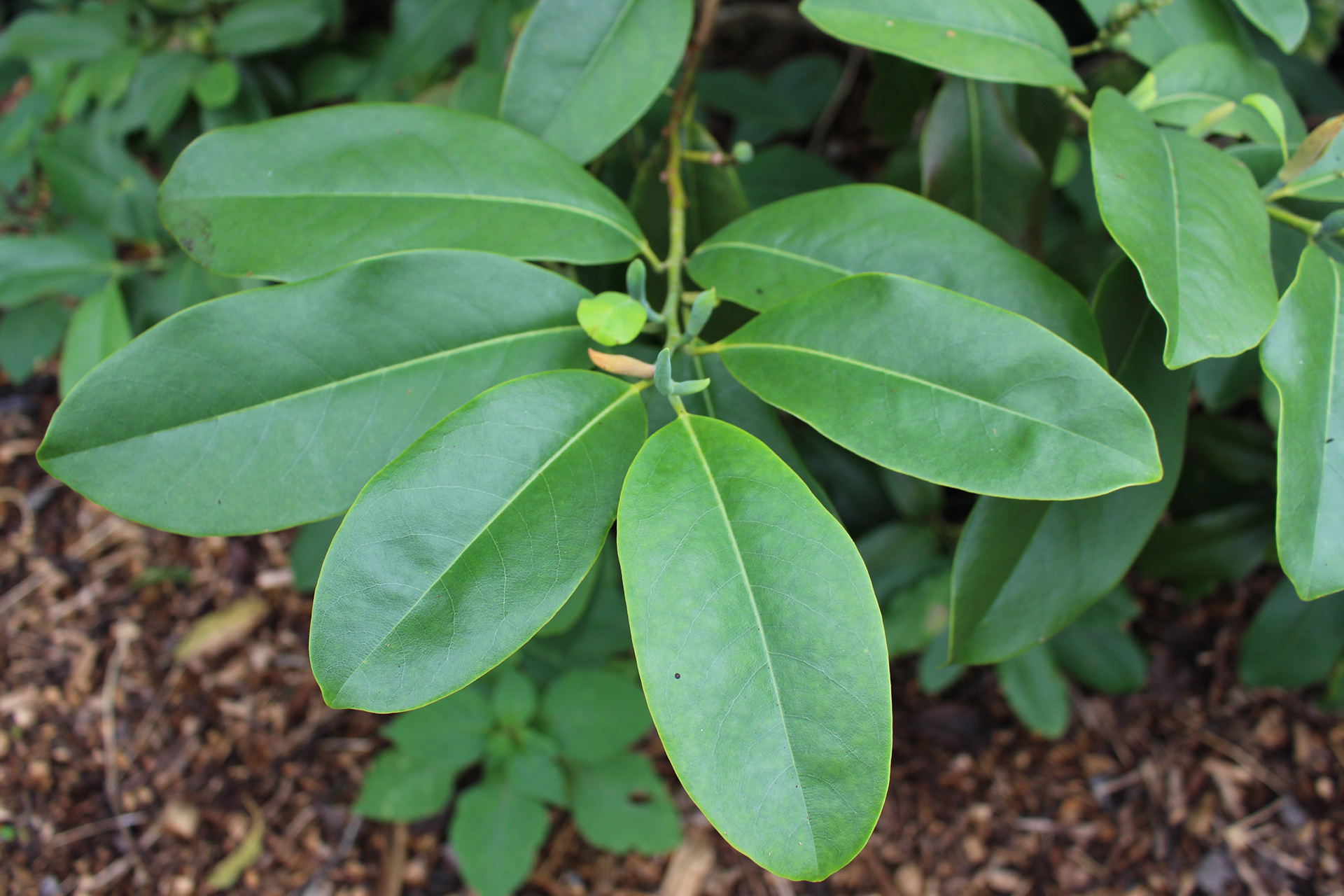 Magnolia maudiae