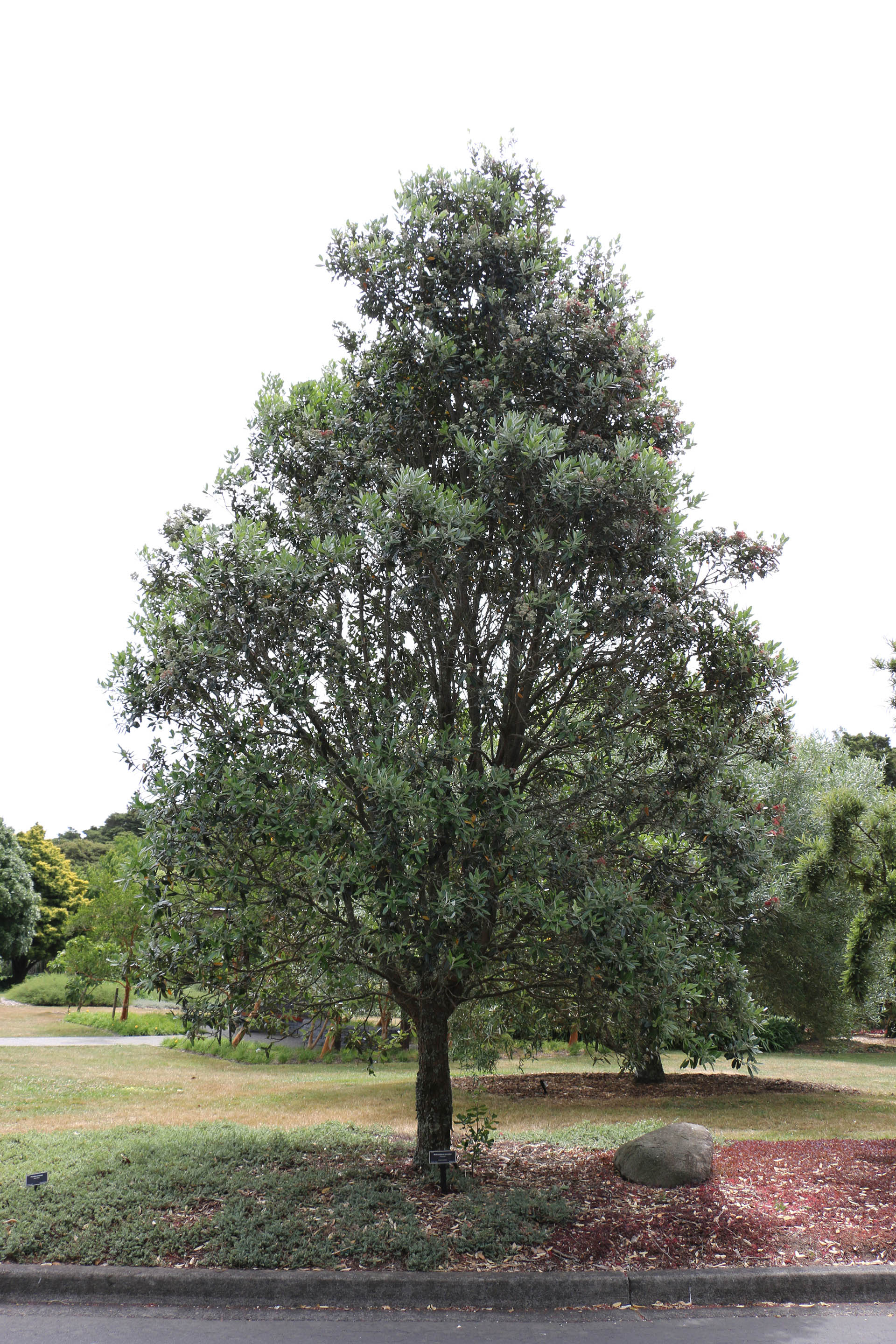 Metrosideros excelsa 'Vibrance'